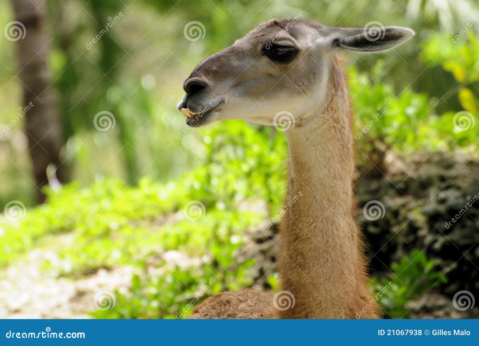 Guanaco, Great Smile stock photo. Image of florida, habitat - 21067938