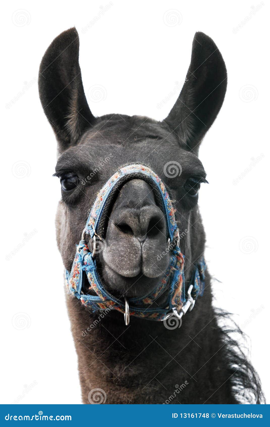 Guanaco head isolated stock photo. Image of muffle, grey - 13161748
