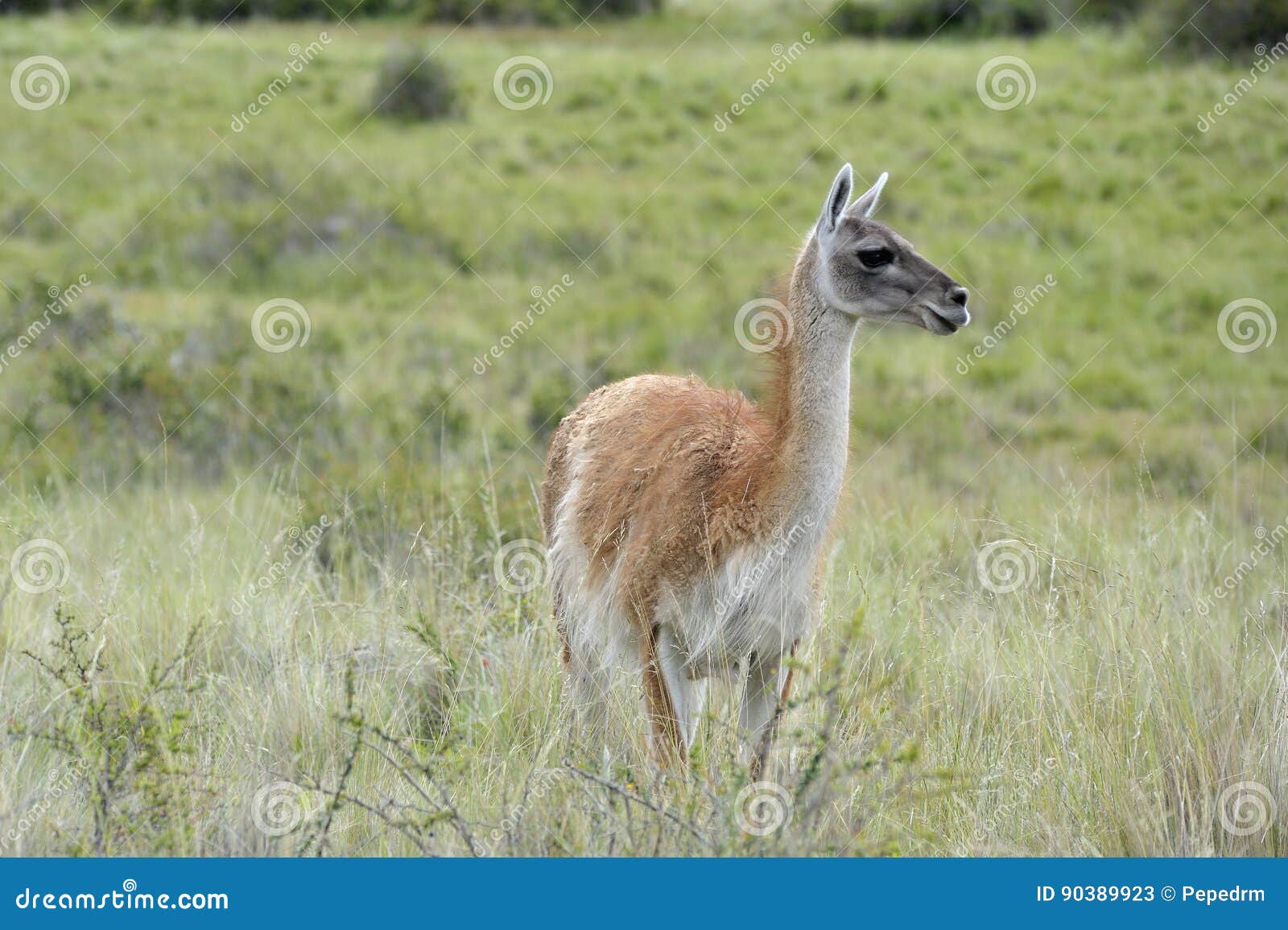 Guanaco Internacional El Arbusto Verde Imagen de archivo - Imagen de ...