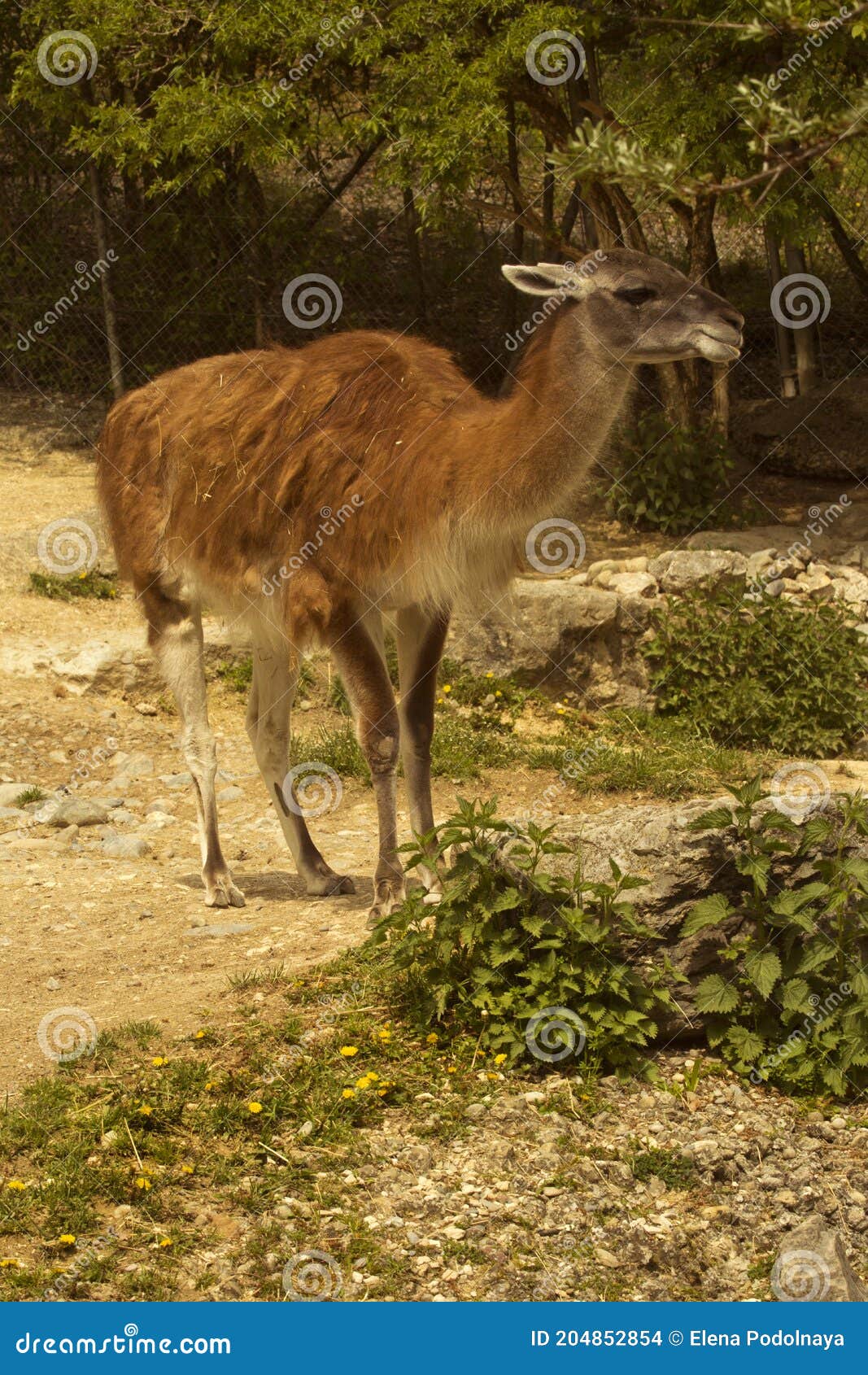 The Guanaco Lama guanicoe stock photo. Image of environment - 204852854