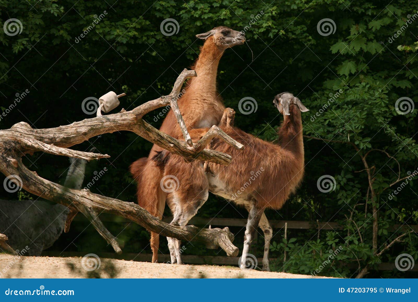 Guanaco lamas stock image. Image of copulate, animals - 47203795