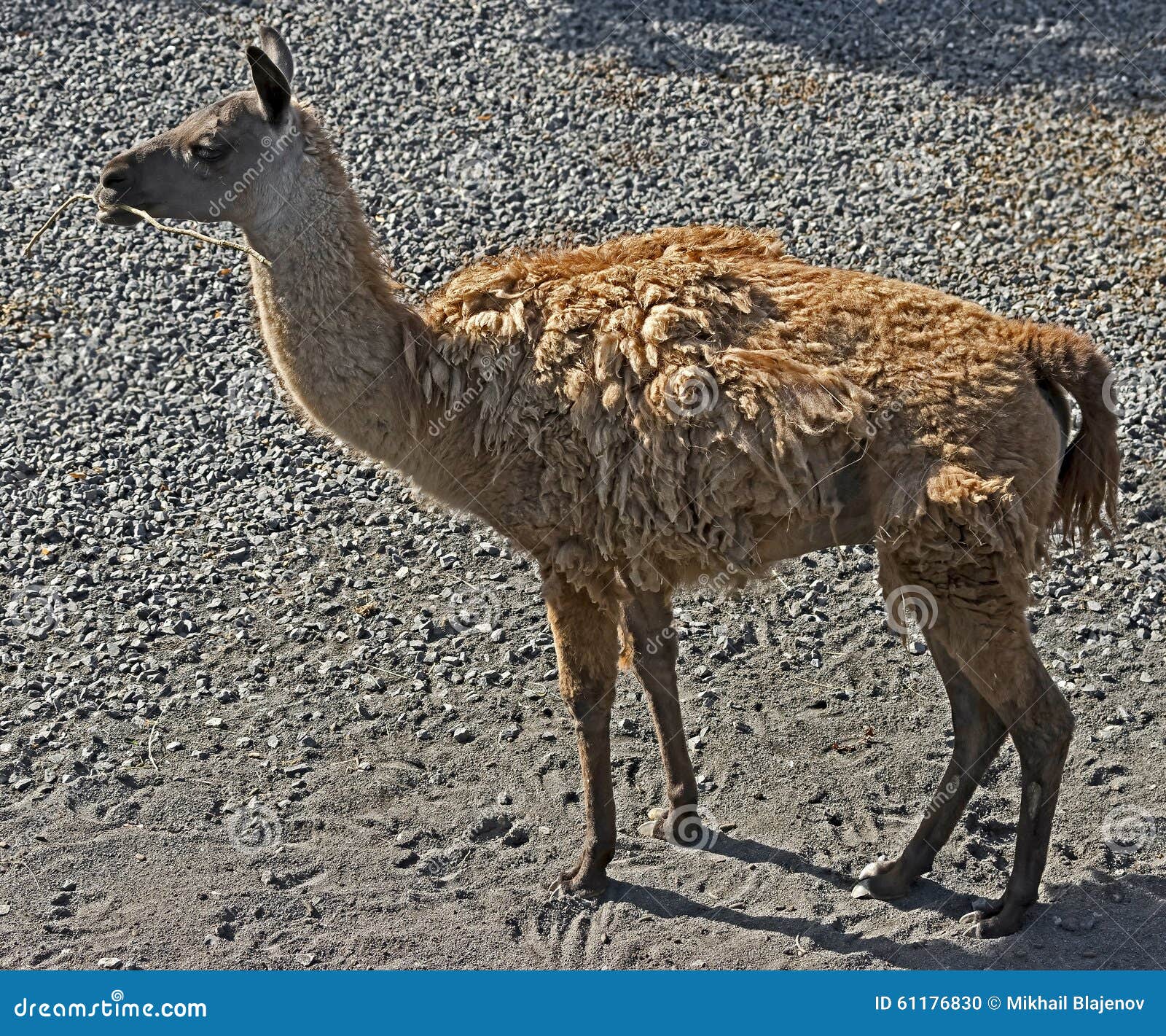 Guanaco 1 stock photo. Image of creature, mountain, america - 61176830