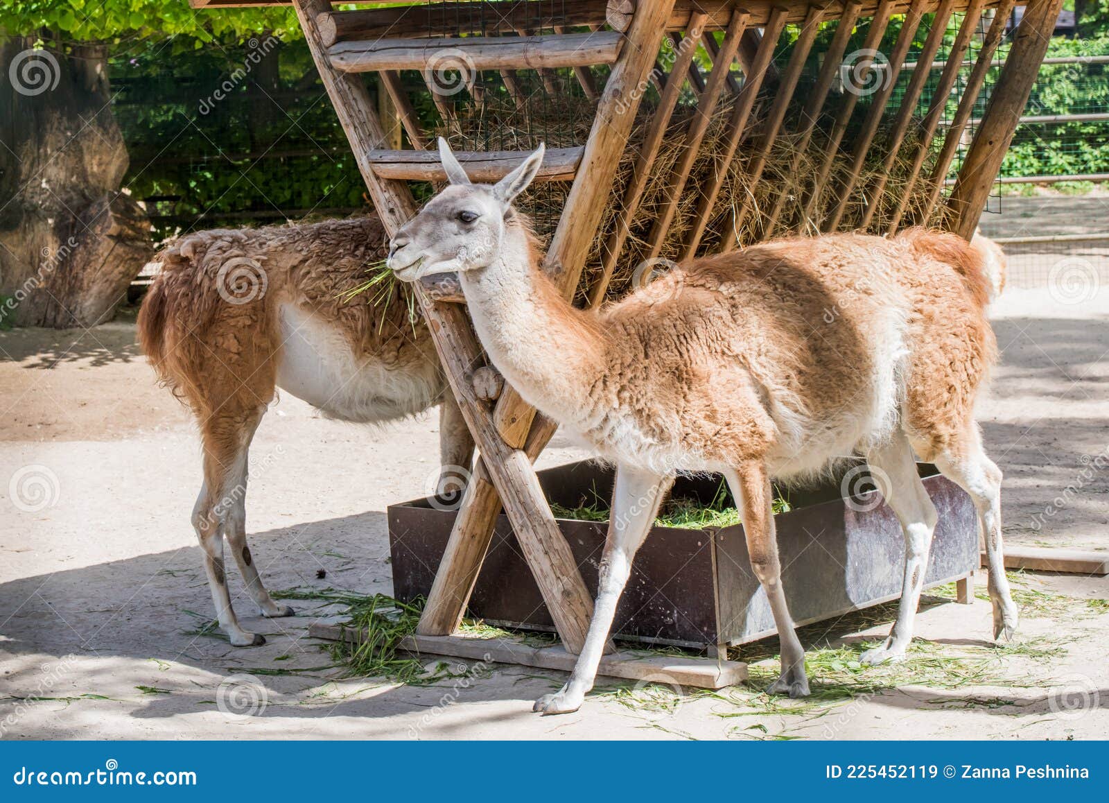 Guanaco Lie on the Ground at the Zoo Stock Image - Image of lama ...