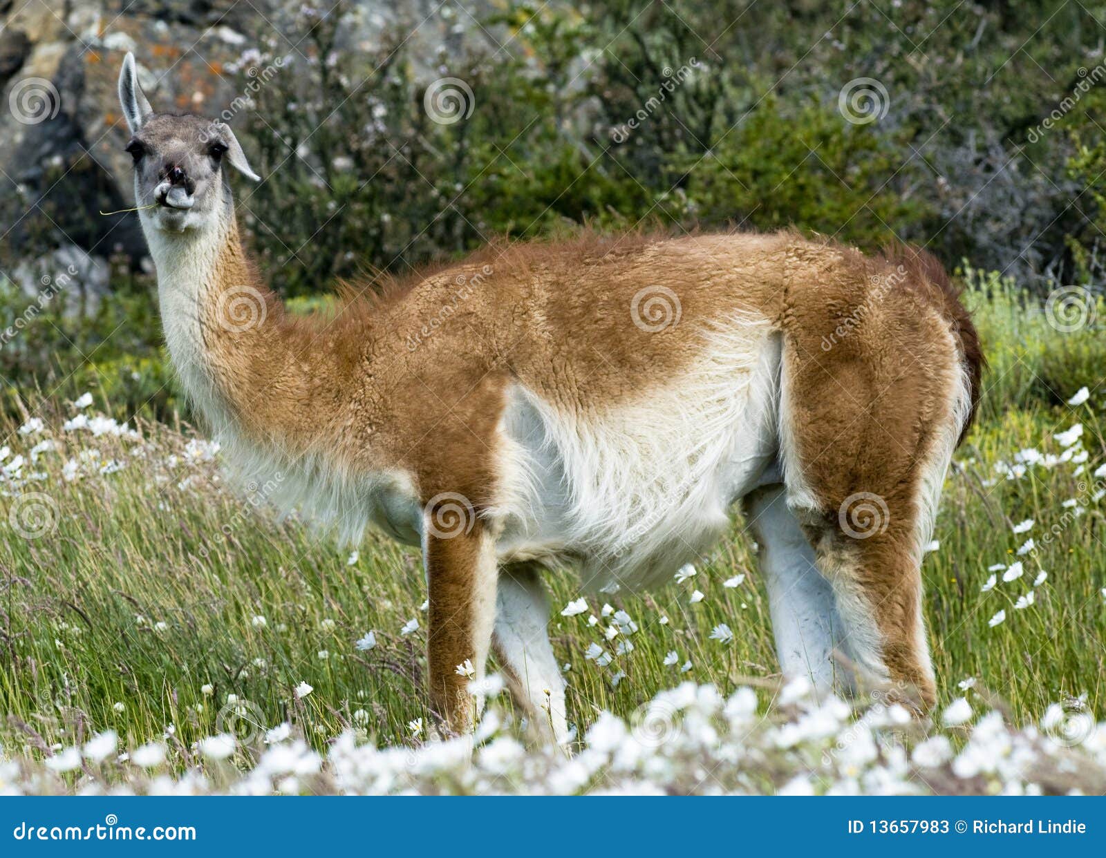 Guanaco in the Meadows stock image. Image of nature, guanaco - 13657983