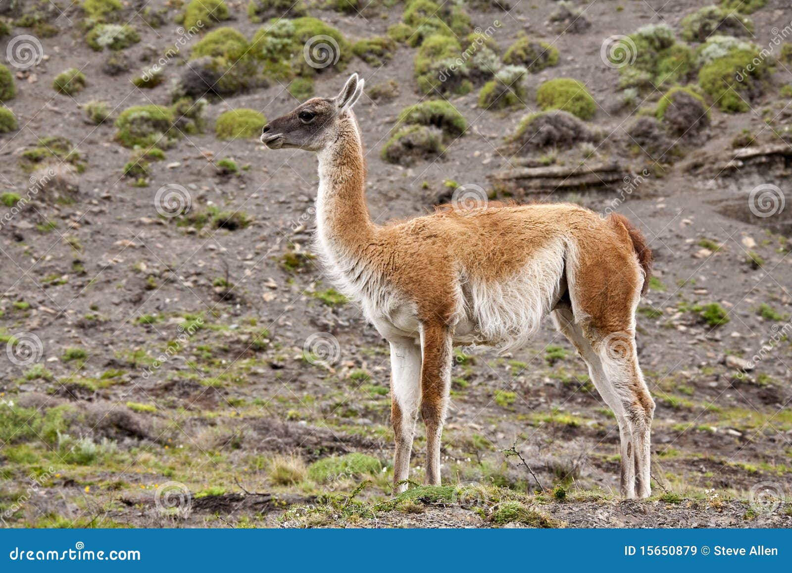 Guanaco - Patagonia - Chile Stock Image - Image of llama, chile: 15650879