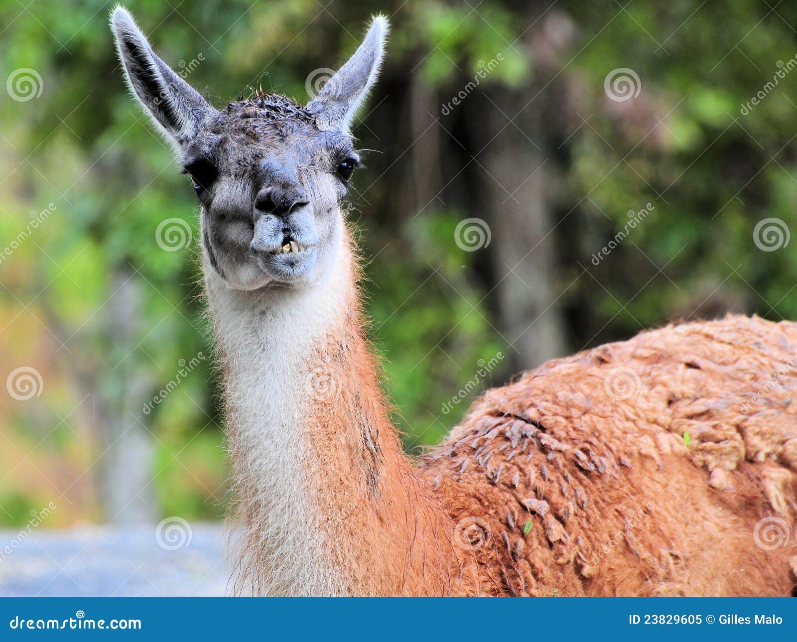 Guanaco after the Rain stock image. Image of habitat - 23829605