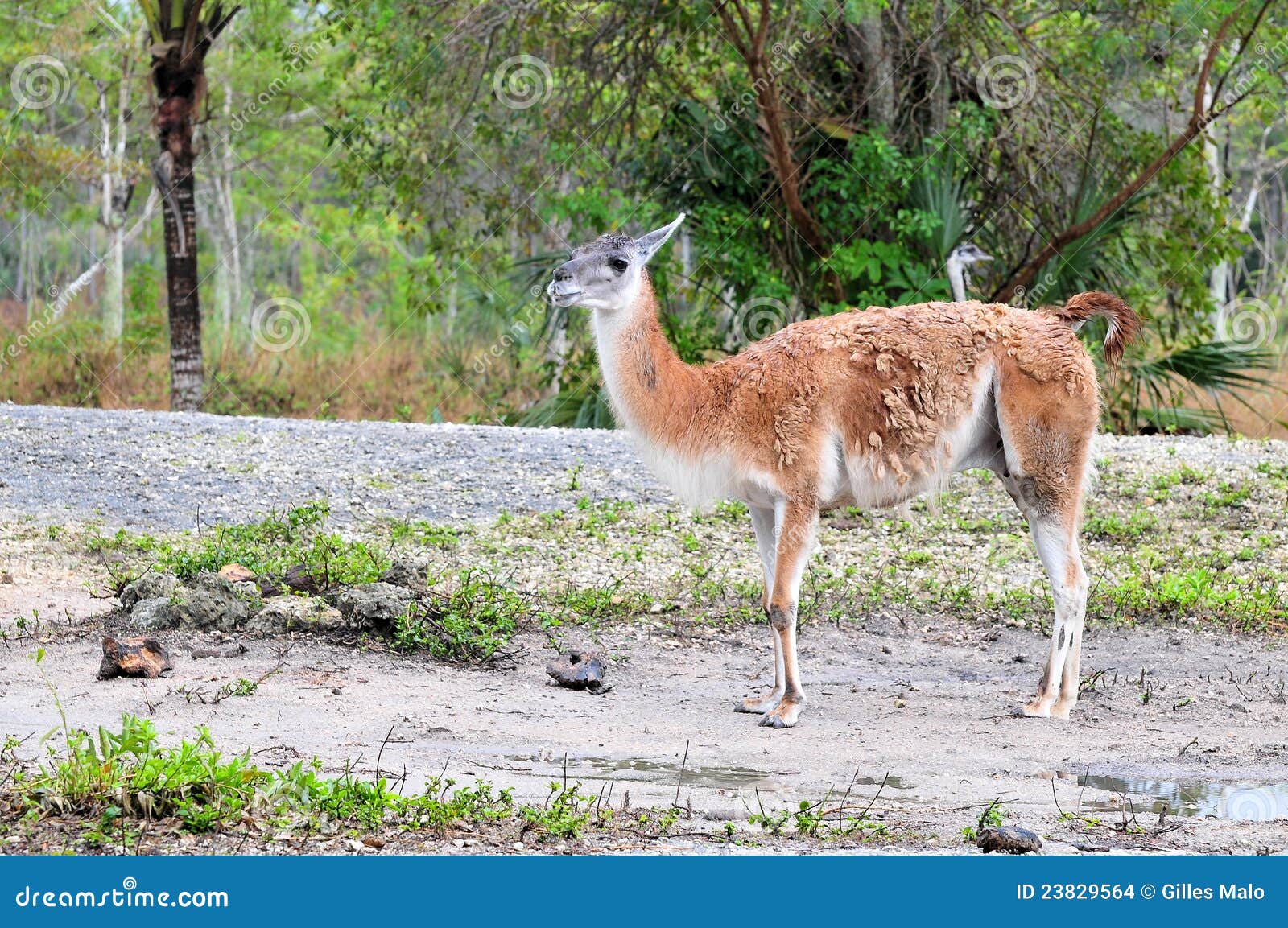 Guanaco & Rhea stock photo. Image of mammals, animal - 23829564