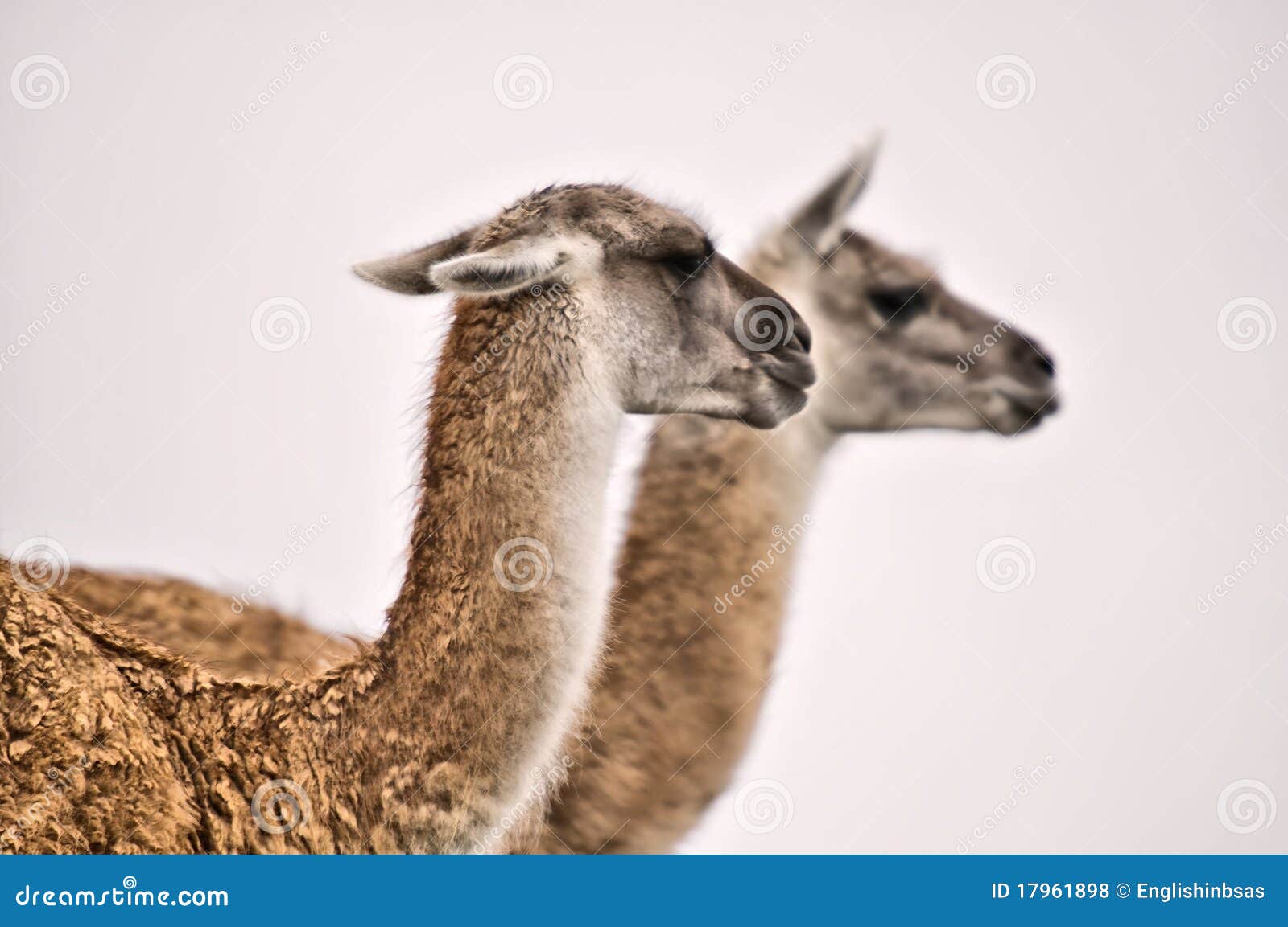 Guanaco S Grazing in South America Stock Photo - Image of wildlife ...