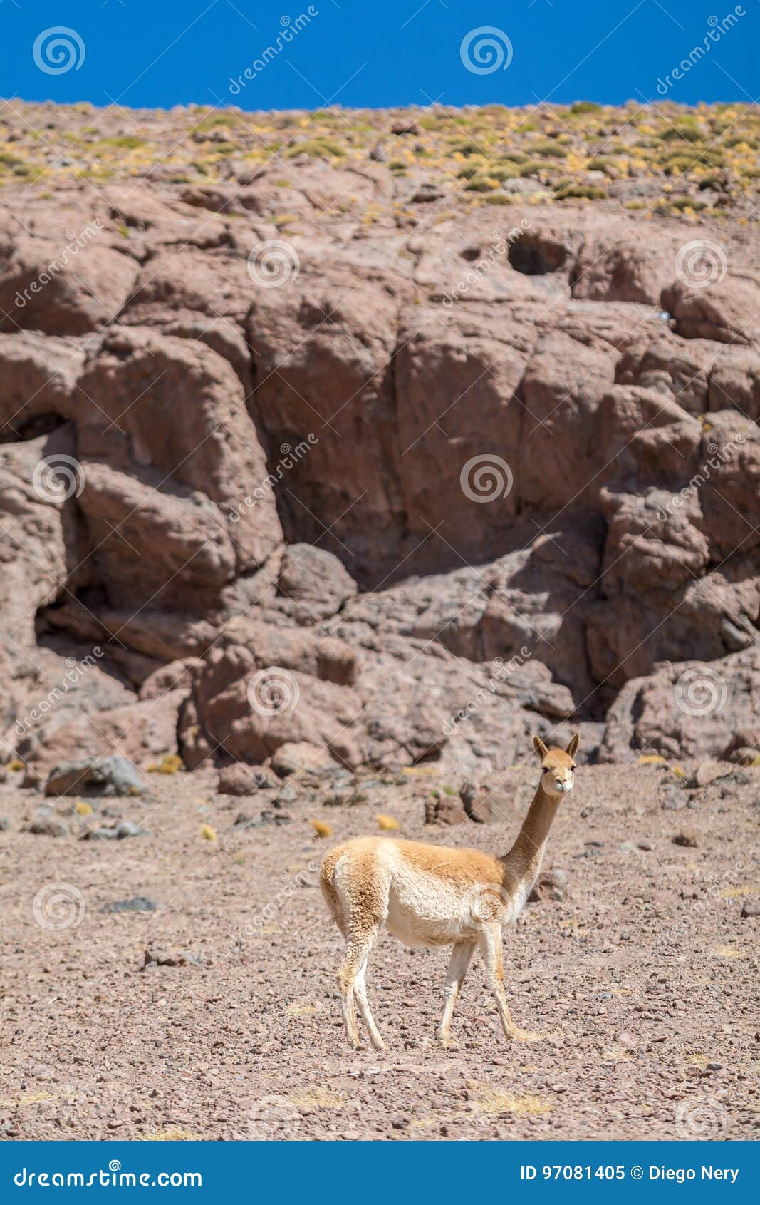 Guanaco Standing at Atacama Desert Stock Image - Image of funny, blue ...