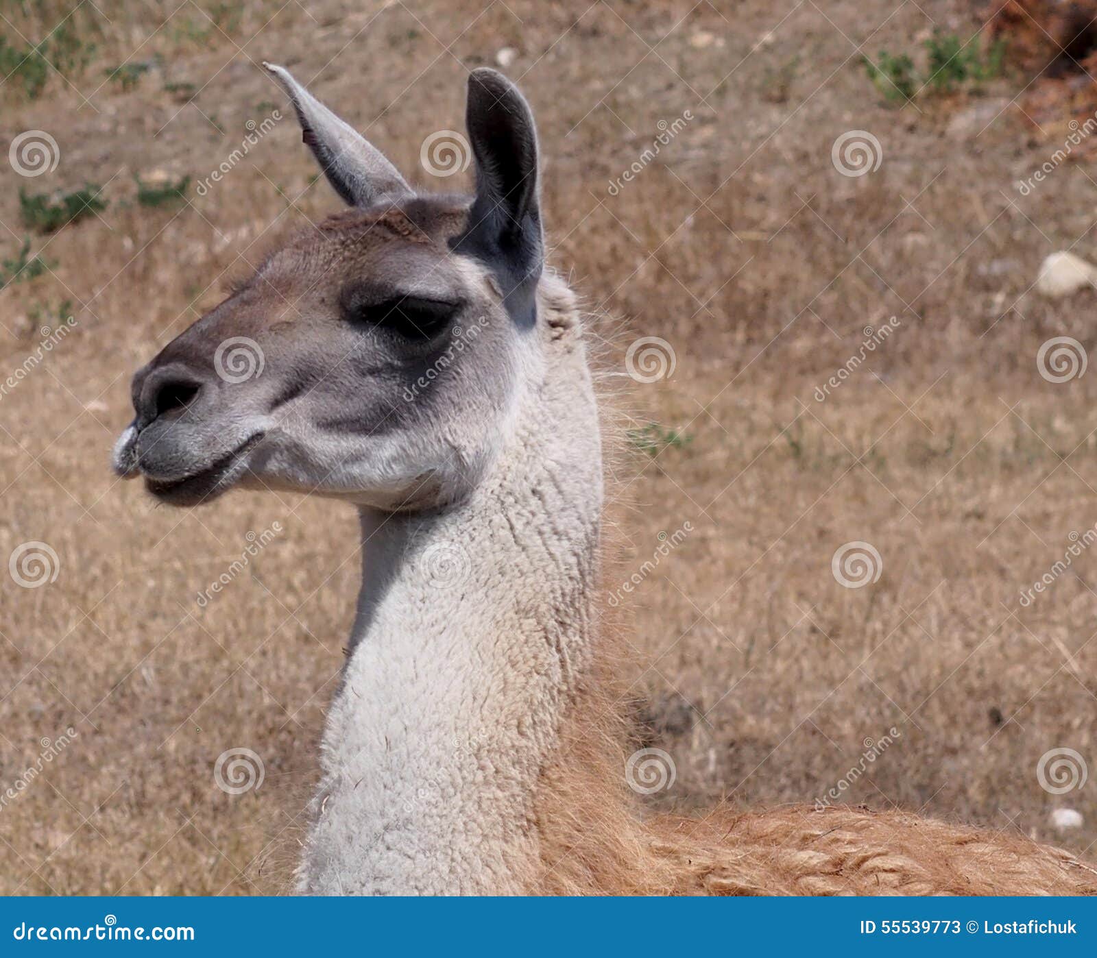 Guanaco stock image. Image of guanaco, animal, domesticated - 55539773
