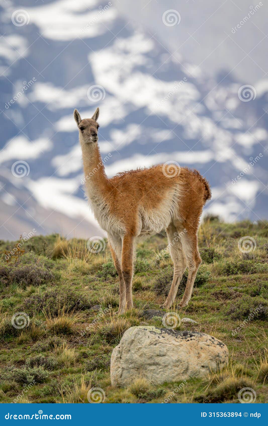 Guanaco Stands on Hilltop with Peaks Behind Stock Photo - Image of ...