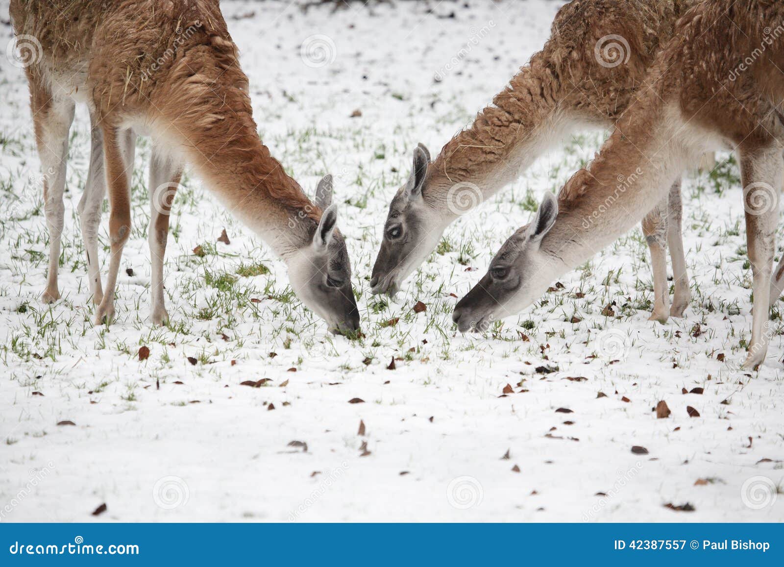 Guanaco stock image. Image of south, winter, cold, eating - 42387557