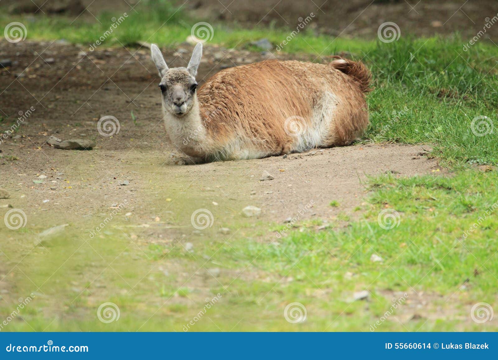 Guanaco Stock Photo | CartoonDealer.com #55660614