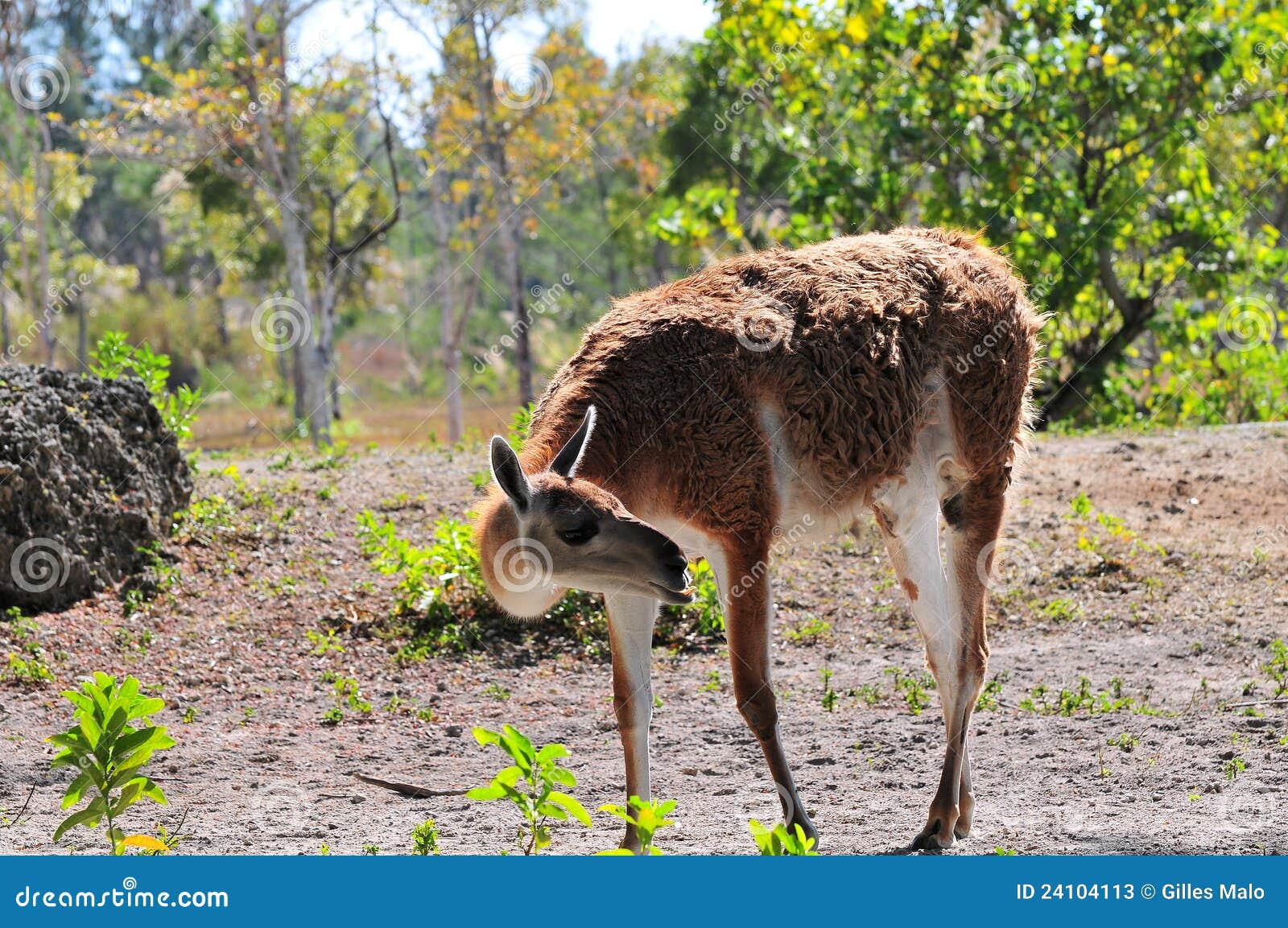 Guanaco in a Zoo stock image. Image of habitat, wild - 24104113