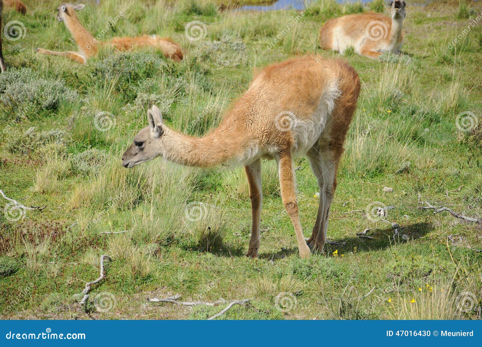Guanacoes 库存照片. 图片 包括有 地产, 羊驼, 巴塔哥尼亚, 名字, 骆马, 水平, 骆驼 - 47016430