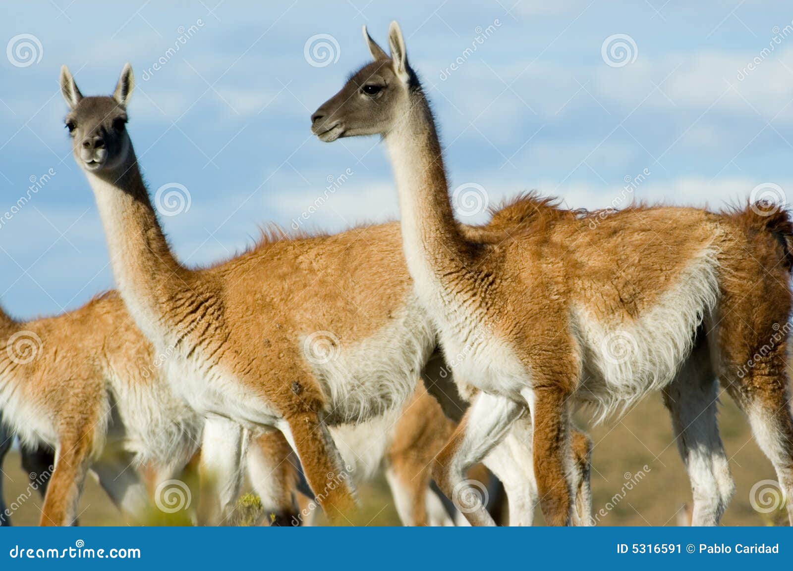 Guanacoes nel Patagonia. immagine stock. Immagine di argentina - 5316591
