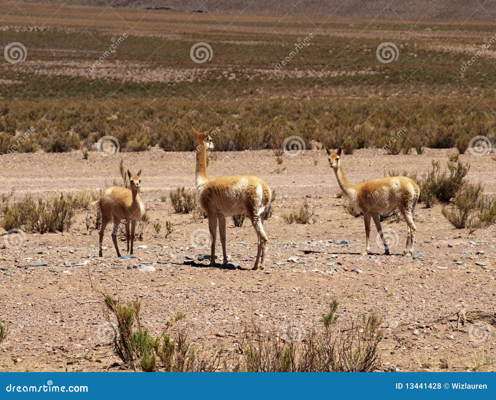 Guanacos stock photo. Image of argentina, desert, wildlife - 13441428