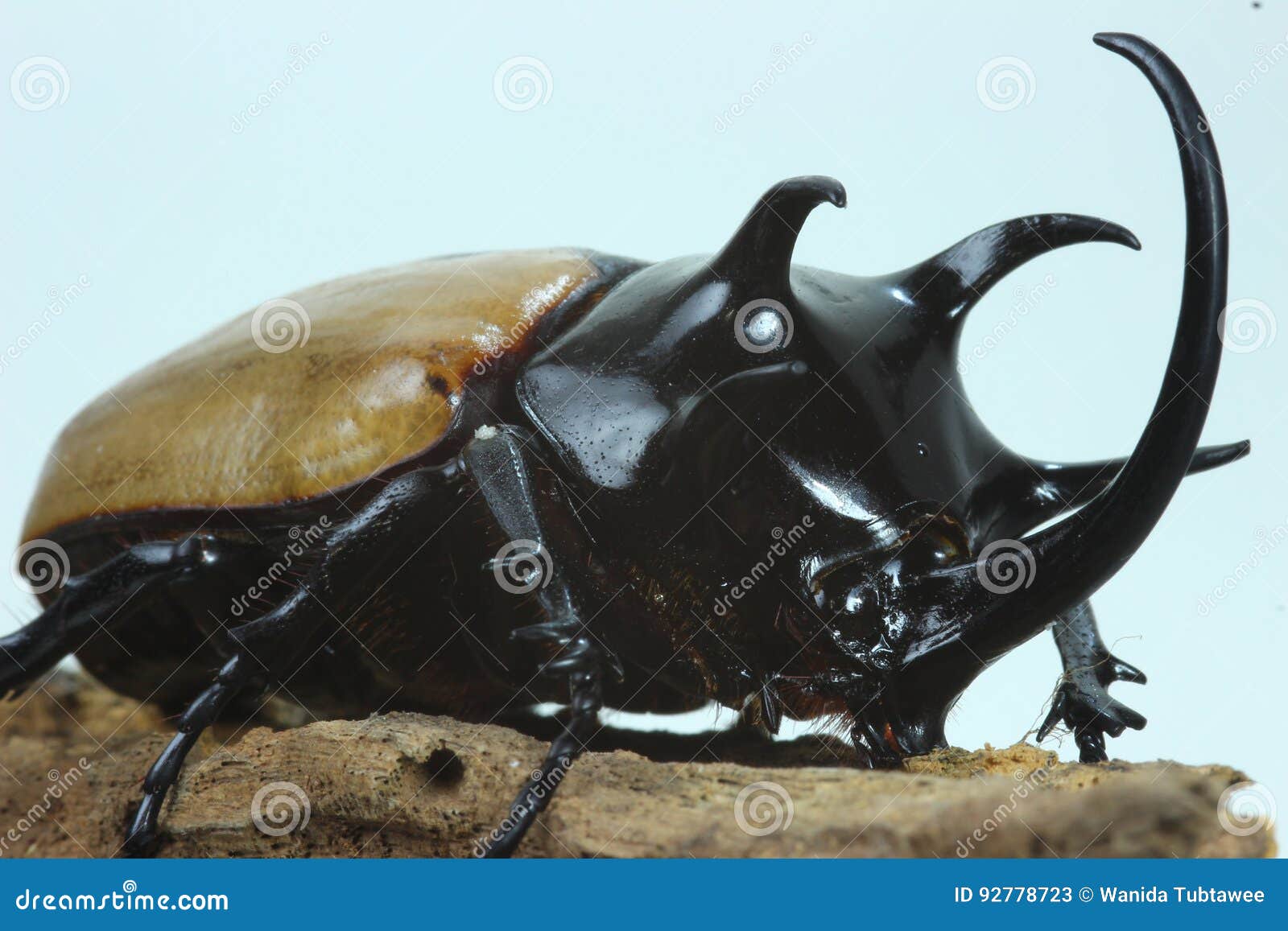 Guangzhou,Dynastinae, Insects. Stock Image - Image of brown, food: 92778723