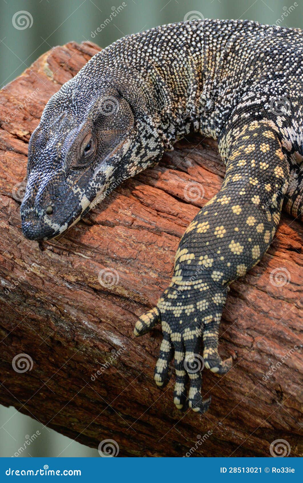 Guano / Guano Lying on Tree Stock Image - Image of amphibian, national ...