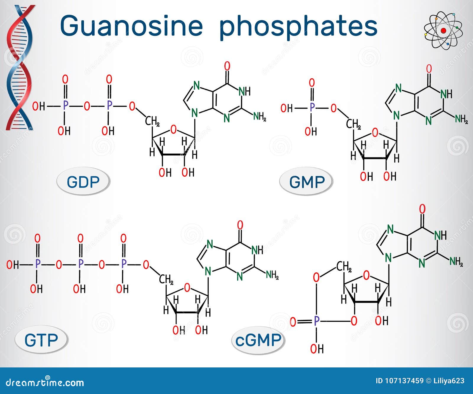 Guanosine Phosphates Guanosine Triphosphate, Guanosine Diphosph Stock ...