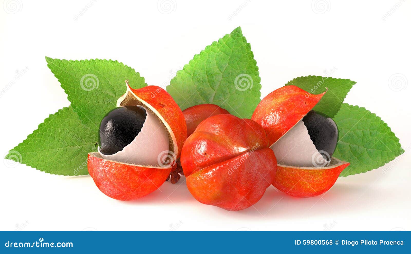 Guarana, 3d ingredient stock photo. Image of background - 59800568