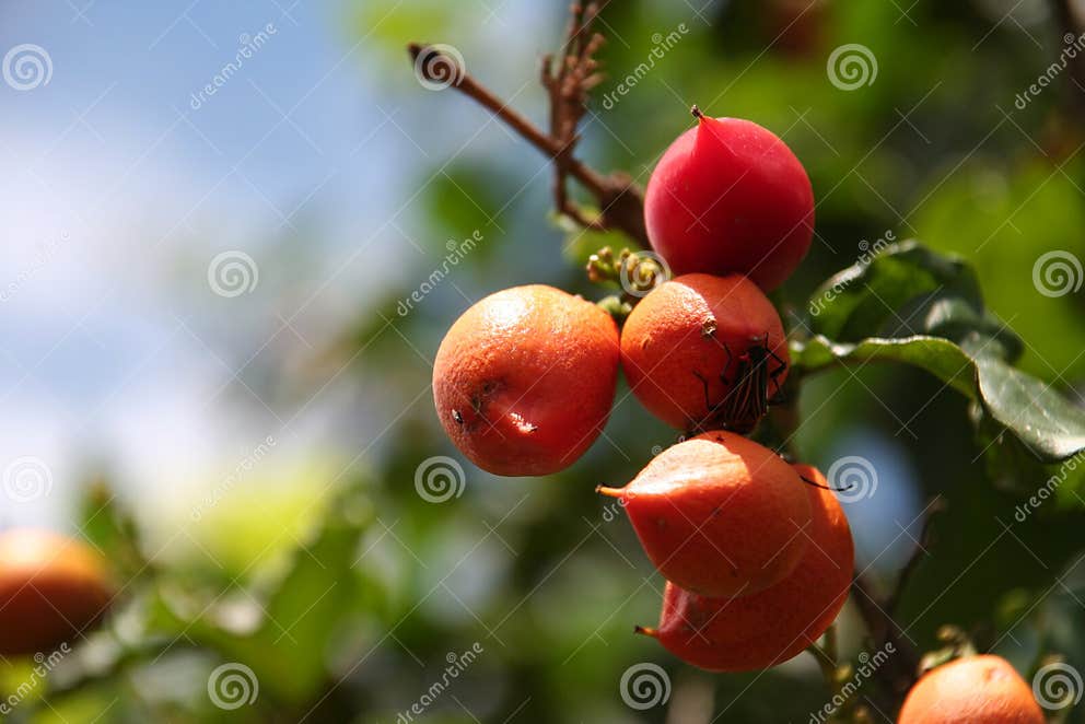 Guarana fruit stock image. Image of amazonic, brazil, amazon - 1702525