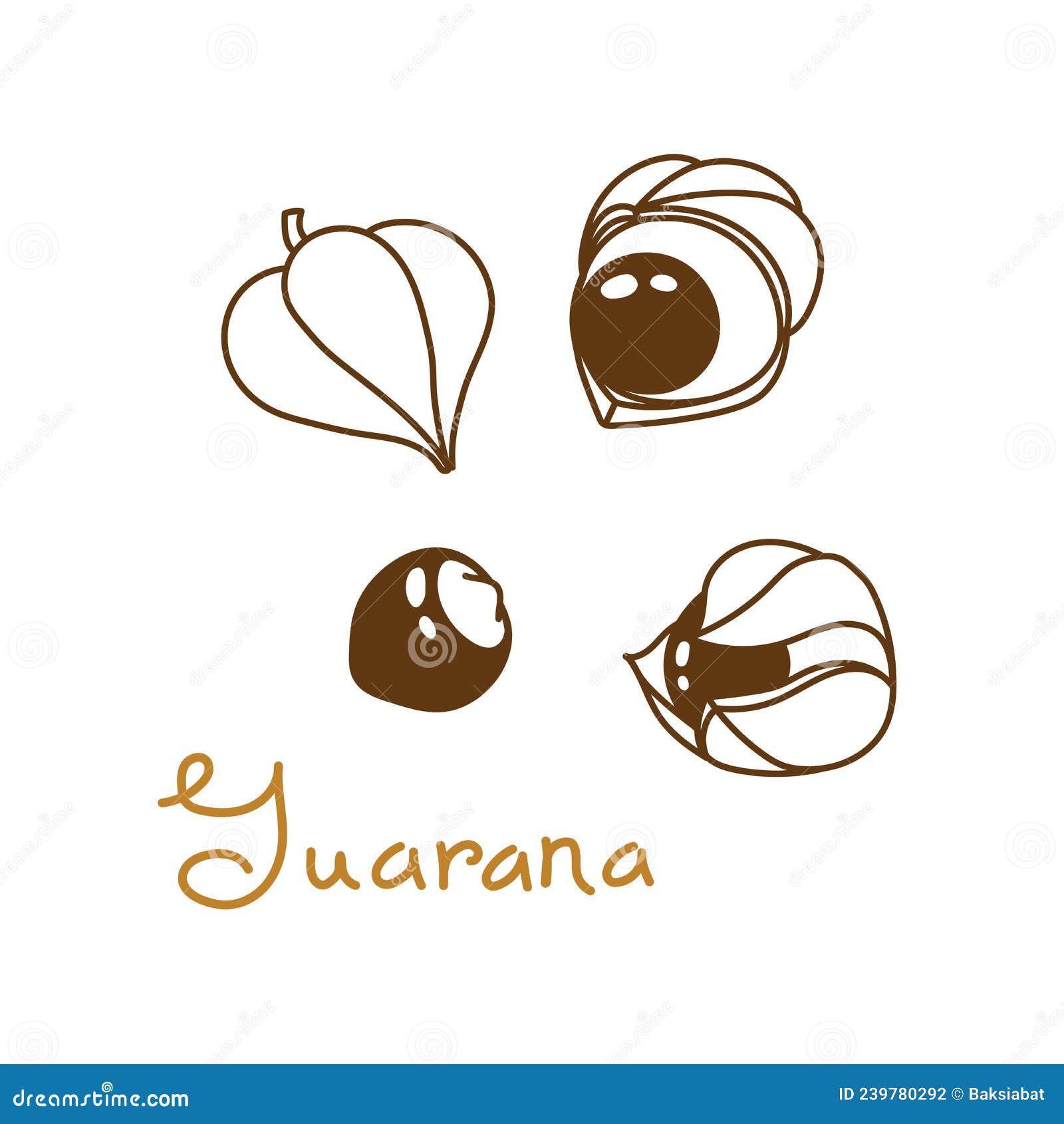 Guarana Vector Superfood Drawing Set. Isolated Hand Drawn Illustration ...