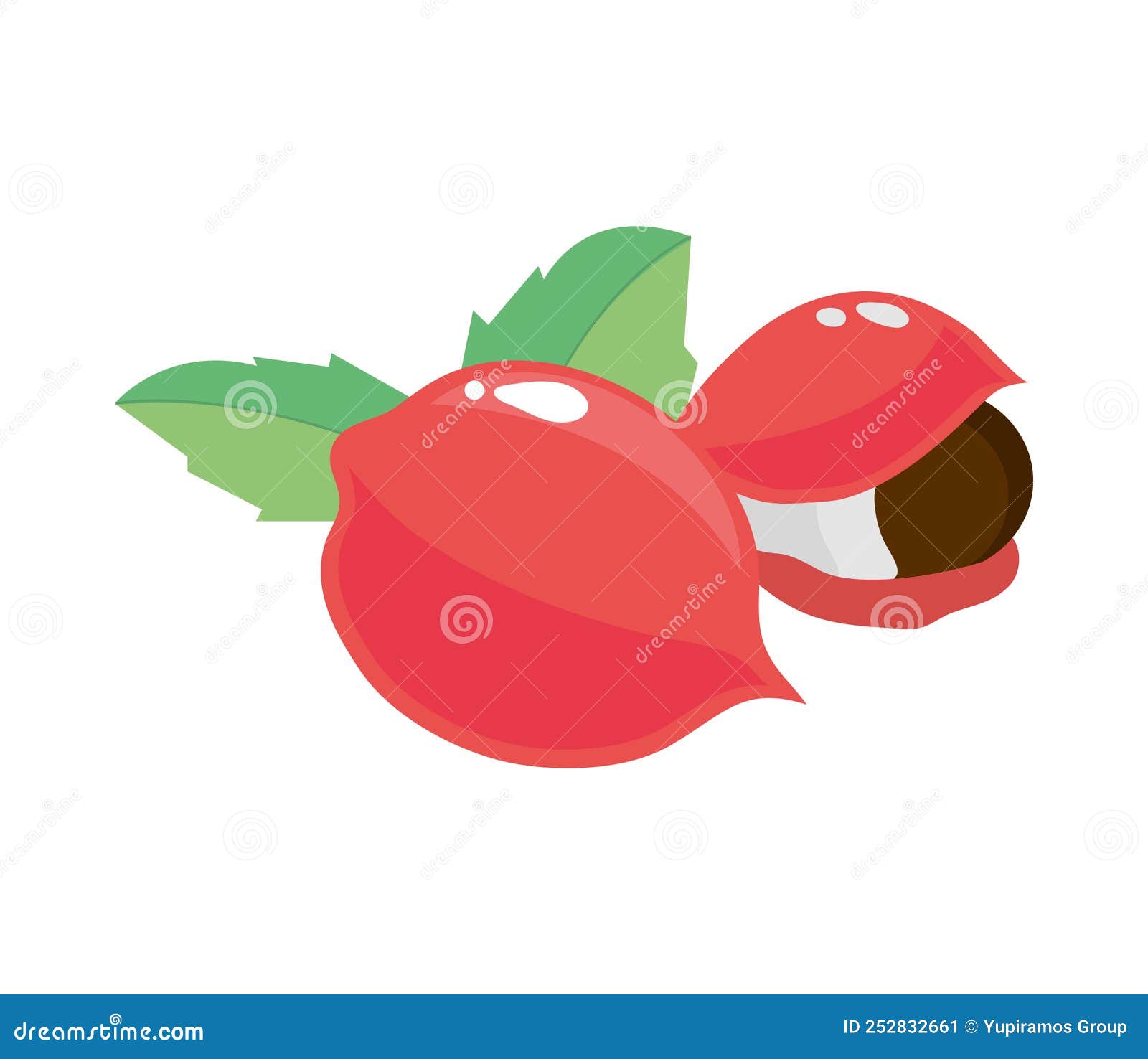 Guarana Superfood Drawing. Isolated Hand Drawn Illustrat Vector ...