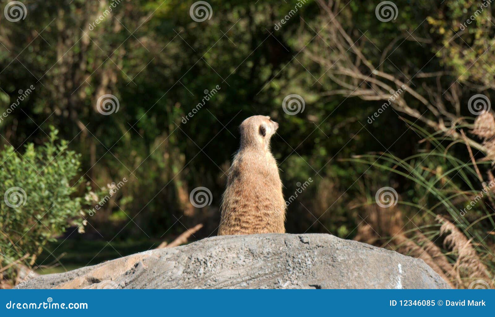 On Guard stock image. Image of small, guard, animal, alert - 12346085