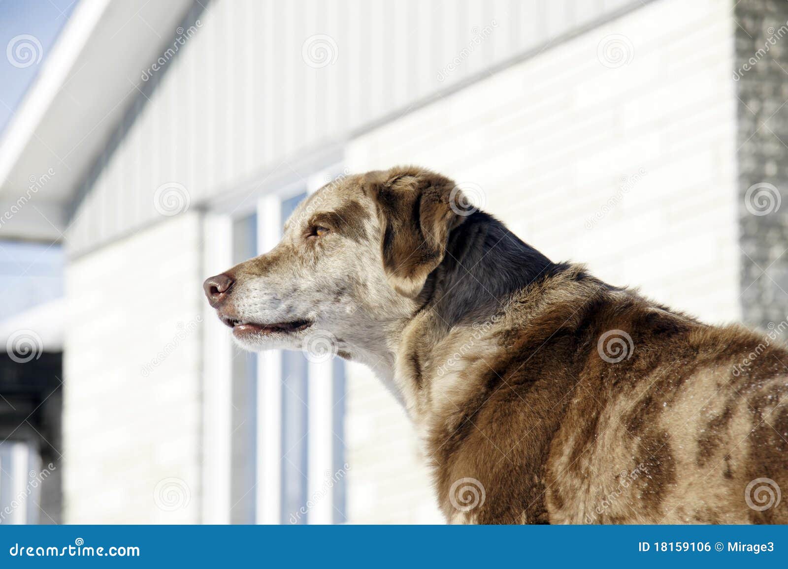 The guard stock photo. Image of system, animal, safety - 18159106