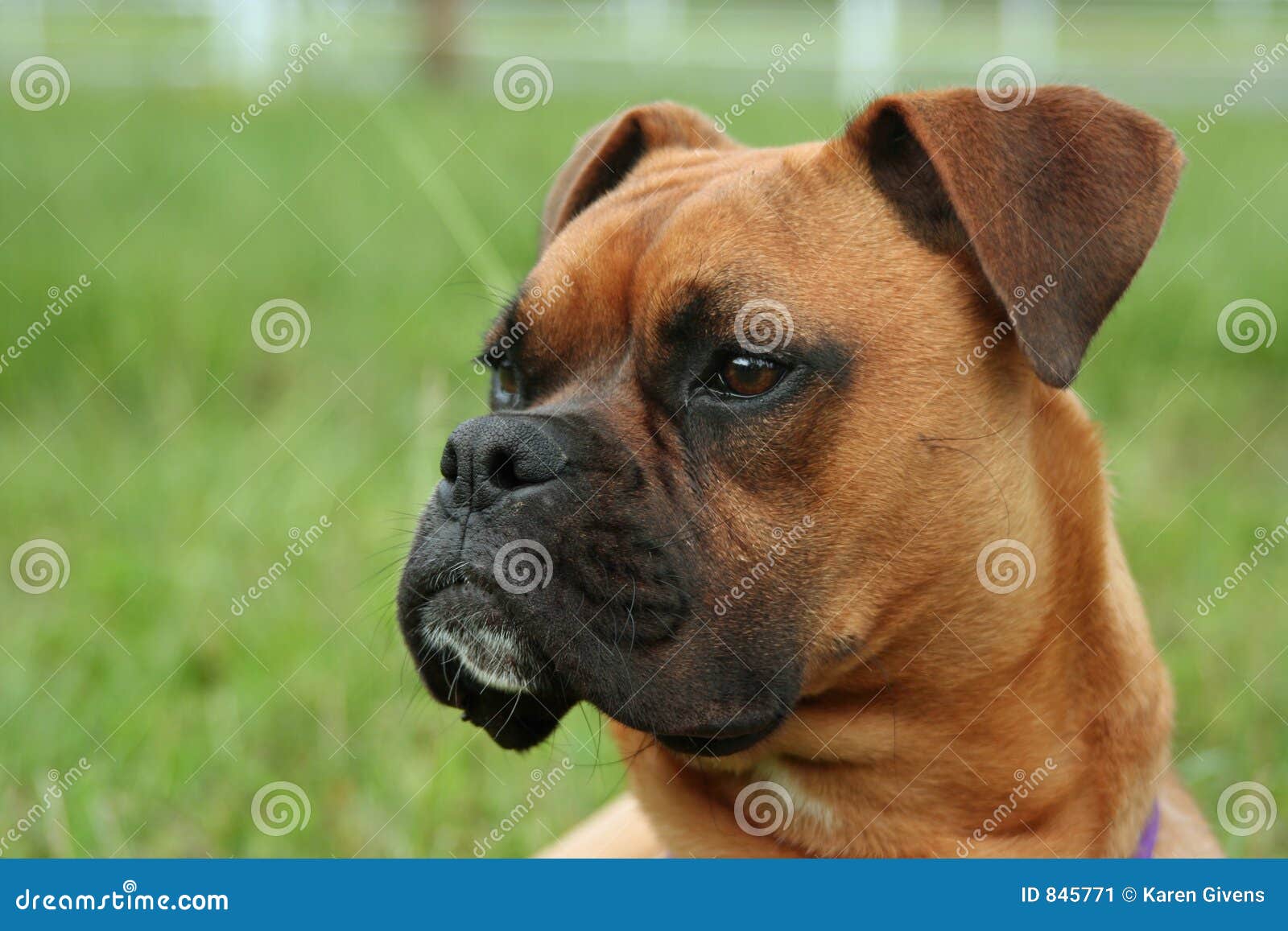 On Guard stock image. Image of canine, bold, boxer, friend - 845771