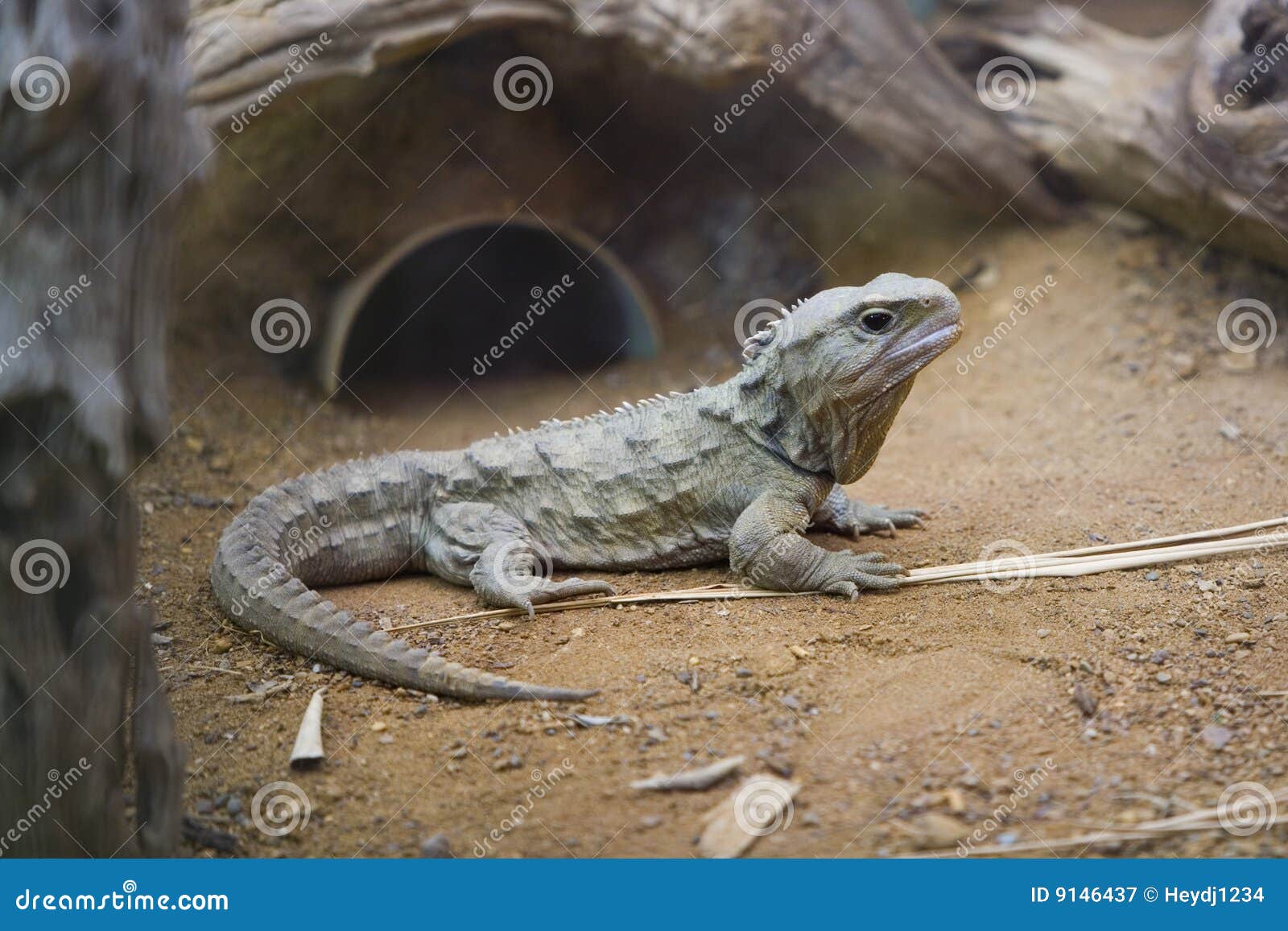 On Guard stock image. Image of face, environment, wild - 9146437