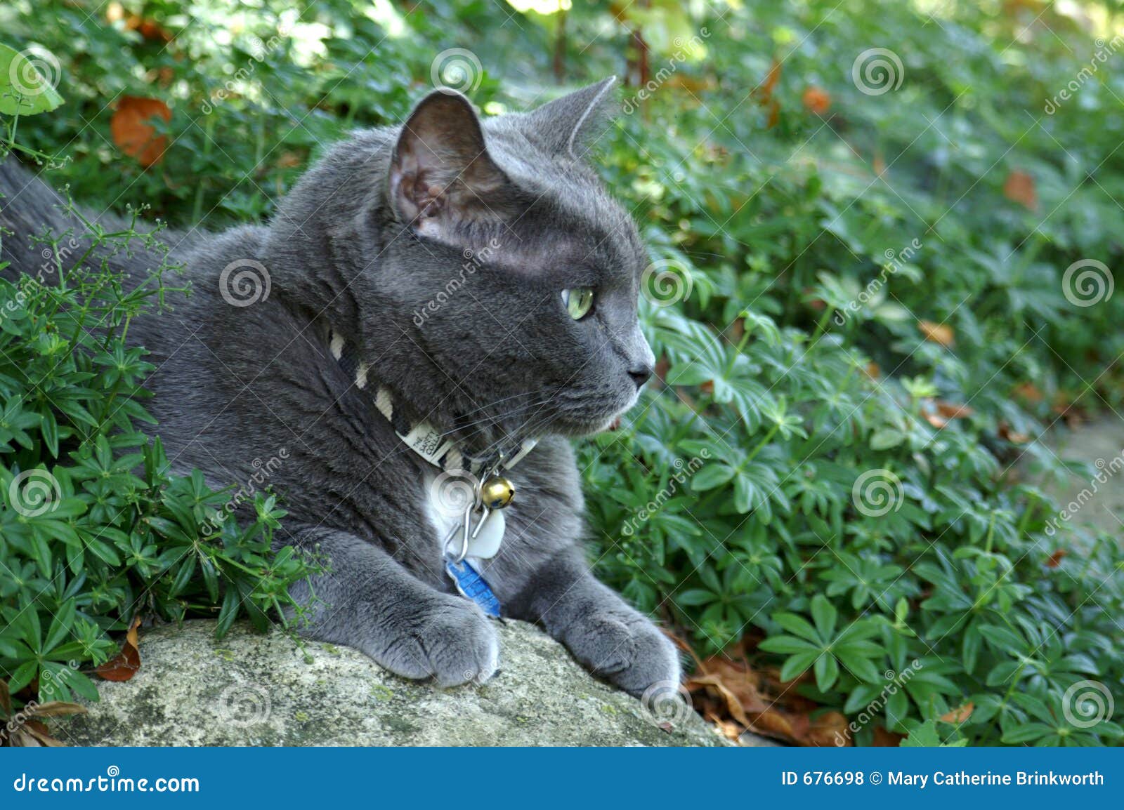 Guard cat stock photo. Image of collar, greenery, profile - 676698