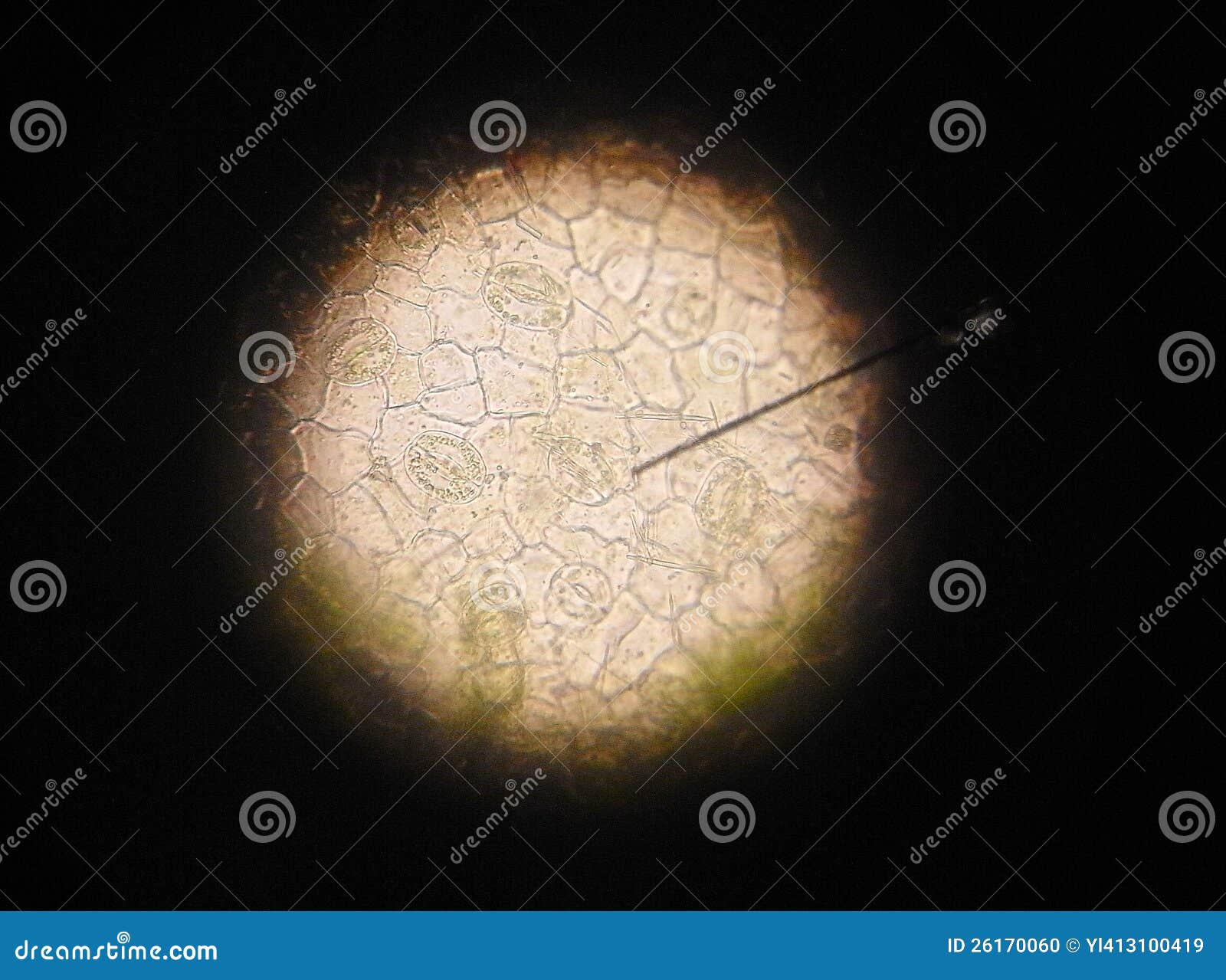 Guard cell stock photo. Image of microscope, cell, tissue - 26170060