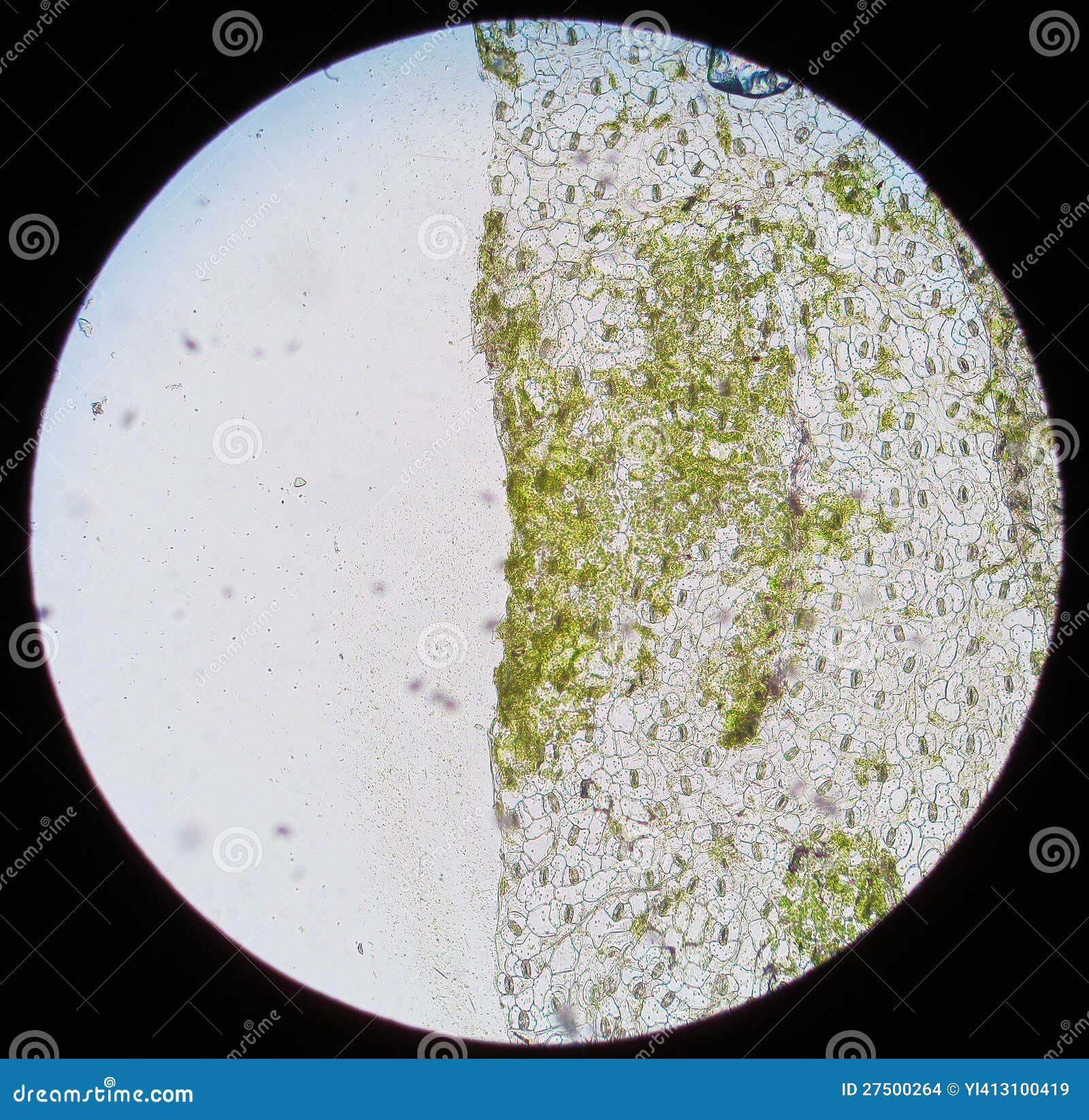 Guard cell stock photo. Image of microscope, micro, biological - 27500264