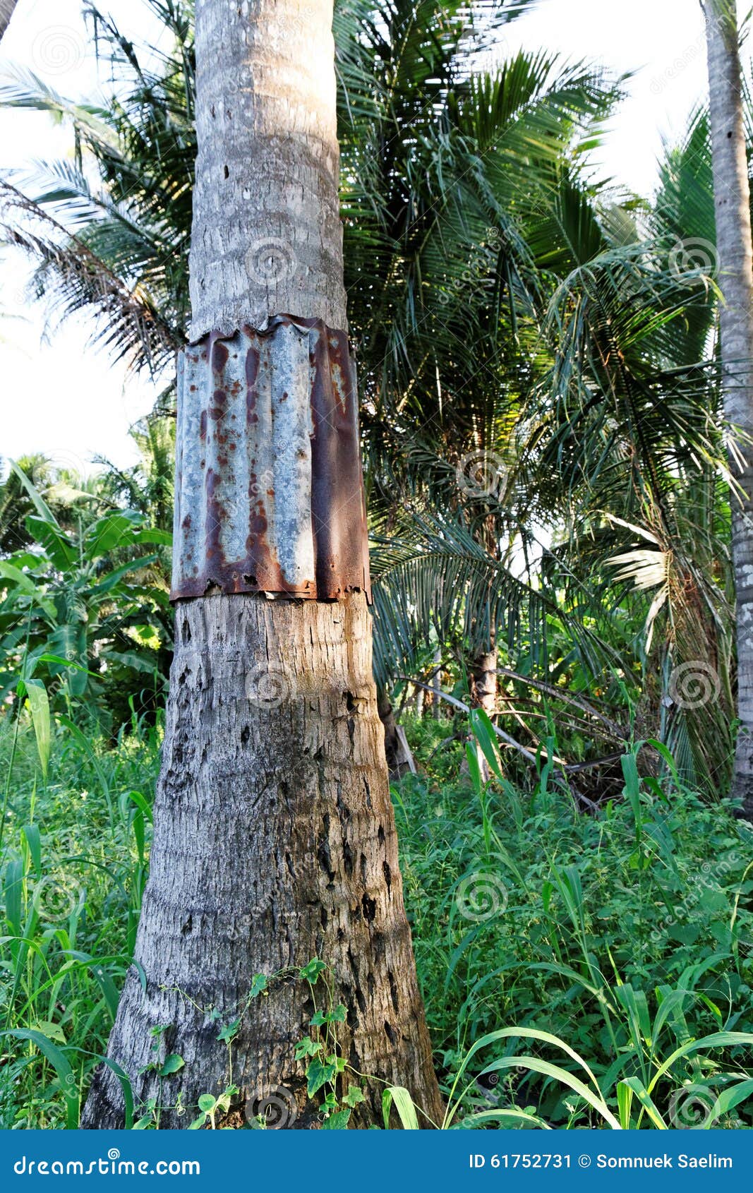 Guard Coconut trees stock image. Image of nature, protect - 61752731