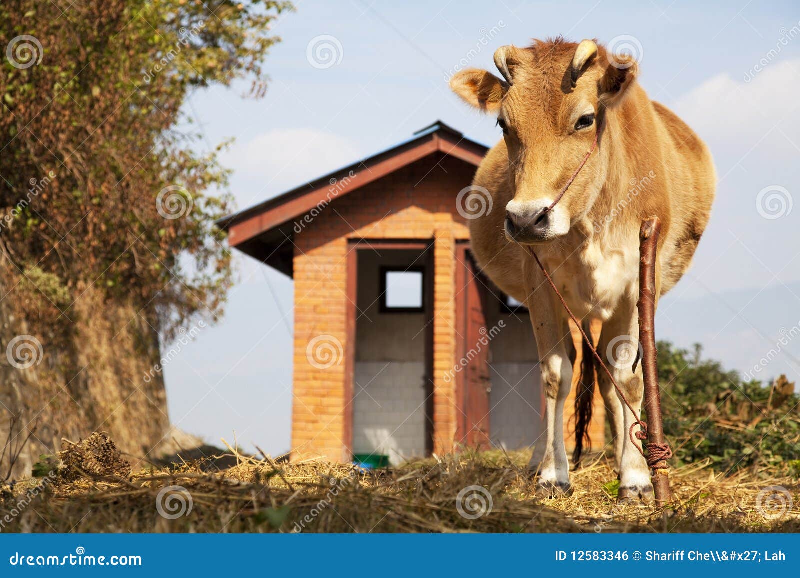 Guard Cow stock photo. Image of animals, cattle, bovine - 12583346