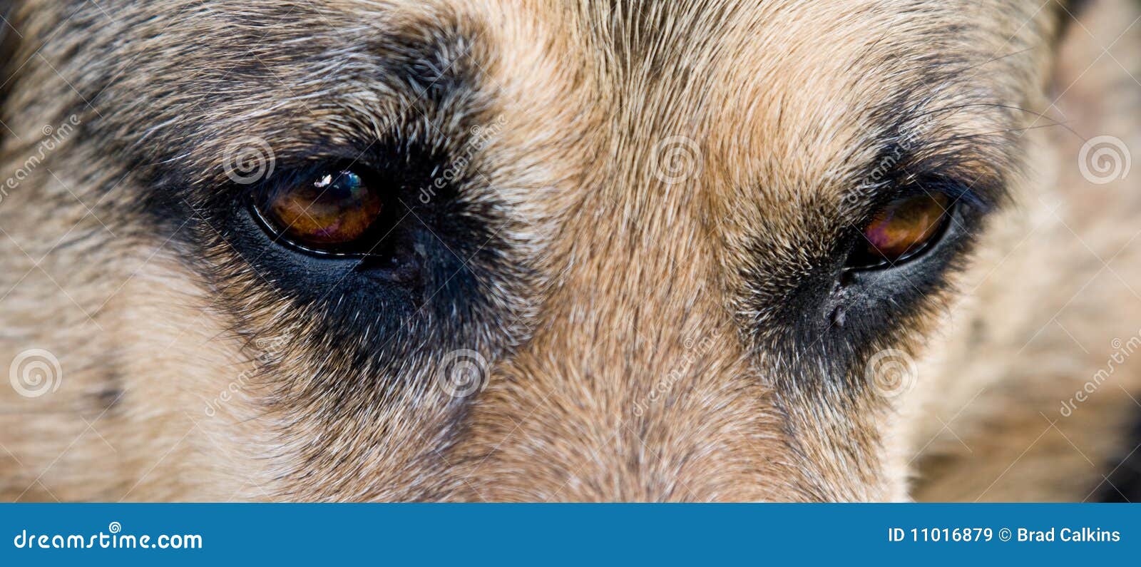 Guard dog stock image. Image of canine, banner, reliable - 11016879