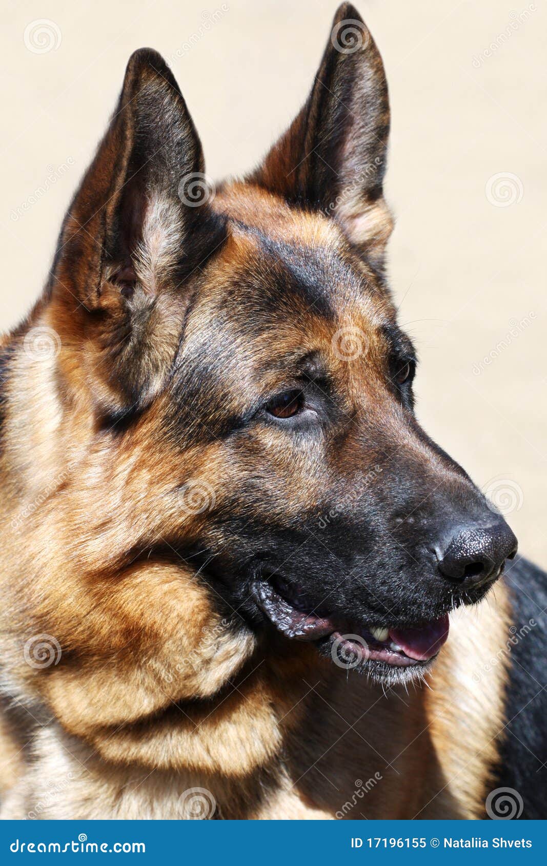 Guard dog stock image. Image of cute, friend, guard, security - 17196155