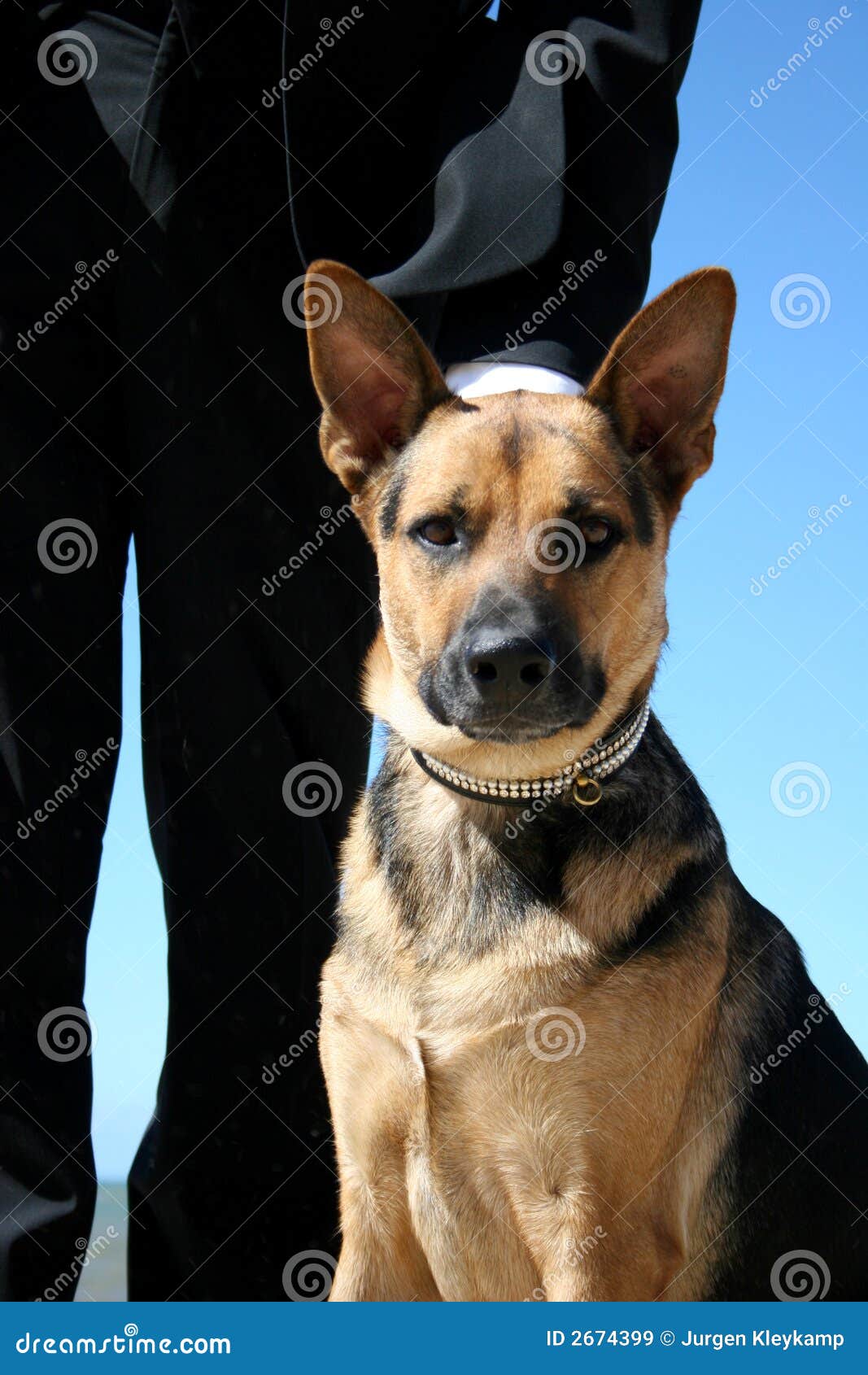 Guard dog stock image. Image of german, focus, courage - 2674399