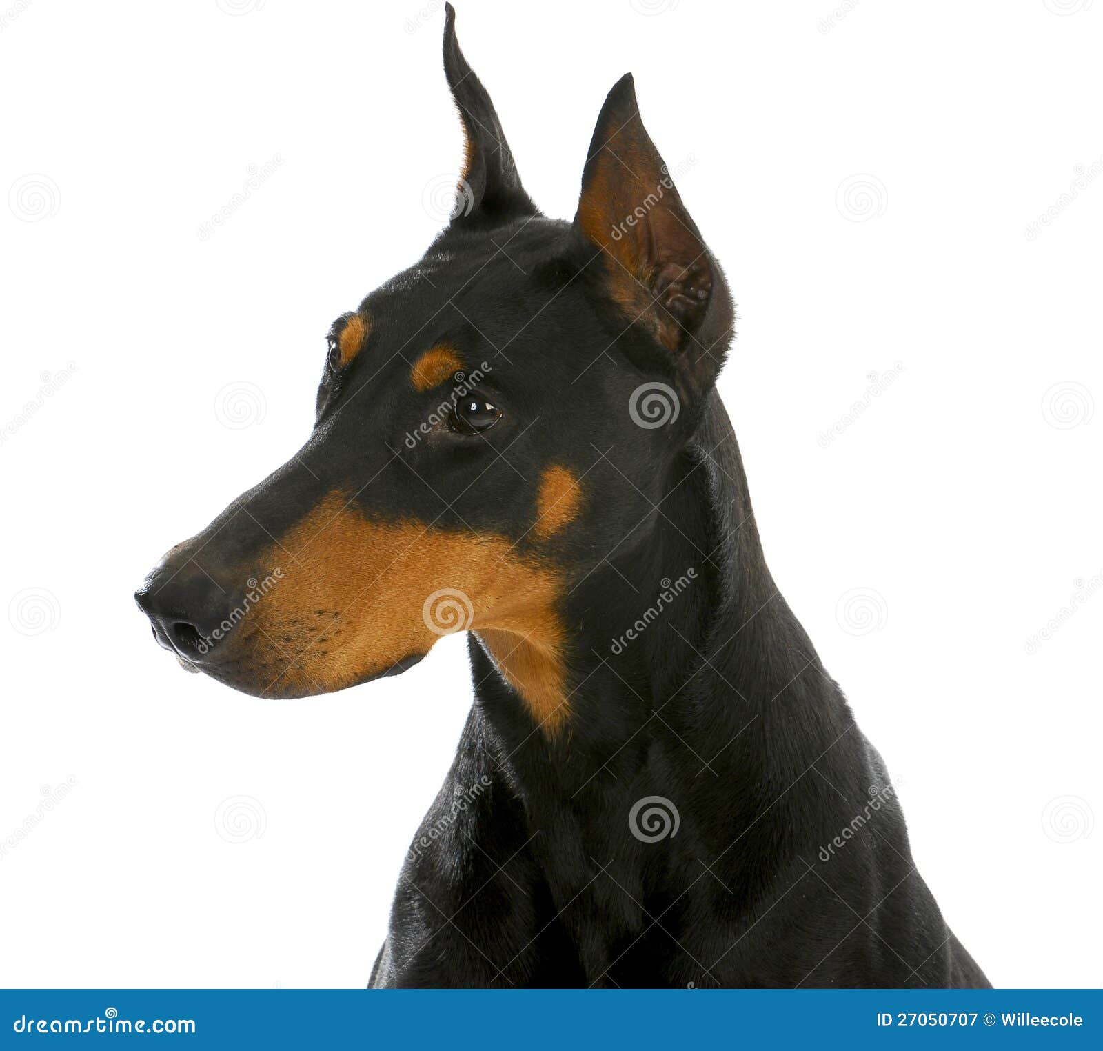 Guard dog stock image. Image of mammal, black, puppy - 27050707