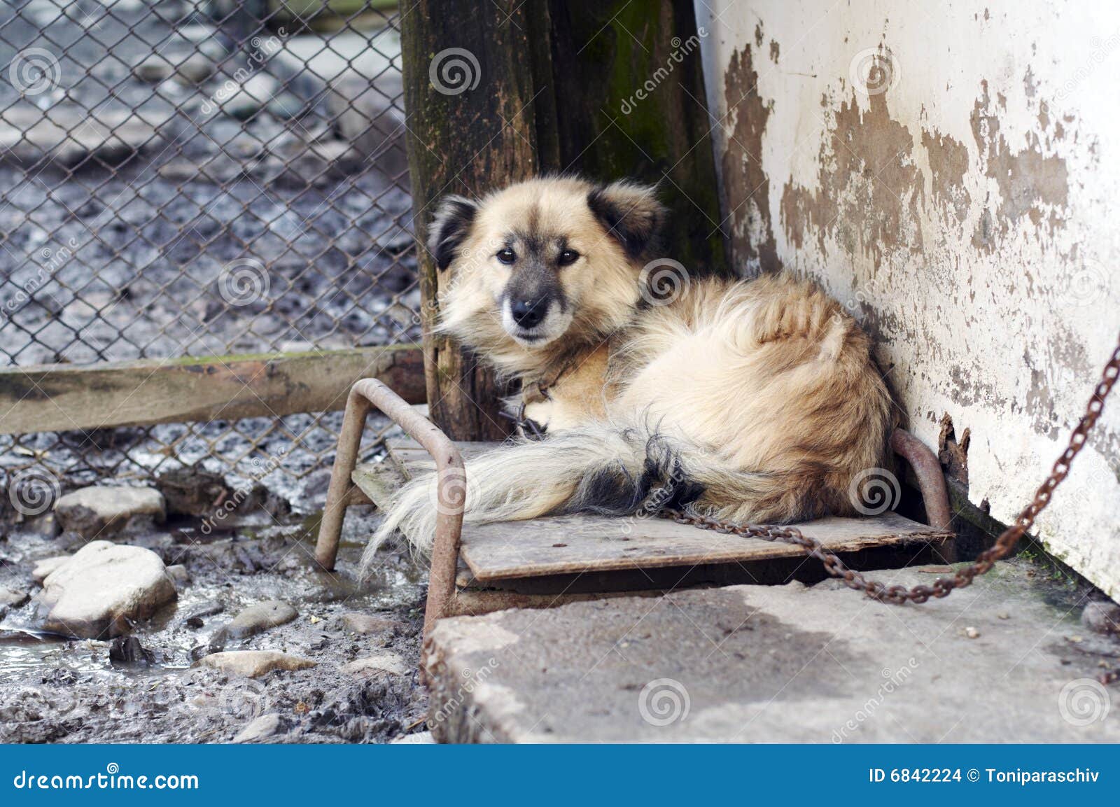 Guard dog stock photo. Image of alert, dogs, watch, pets - 6842224