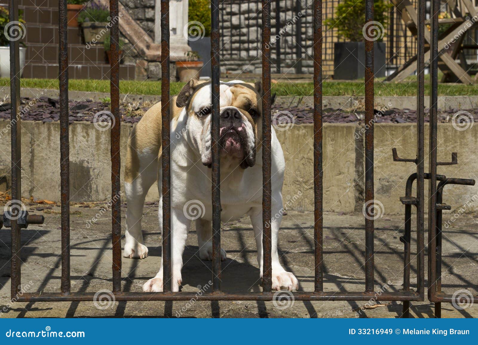 Guard Dog stock image. Image of protection, guard, bulldog - 33216949