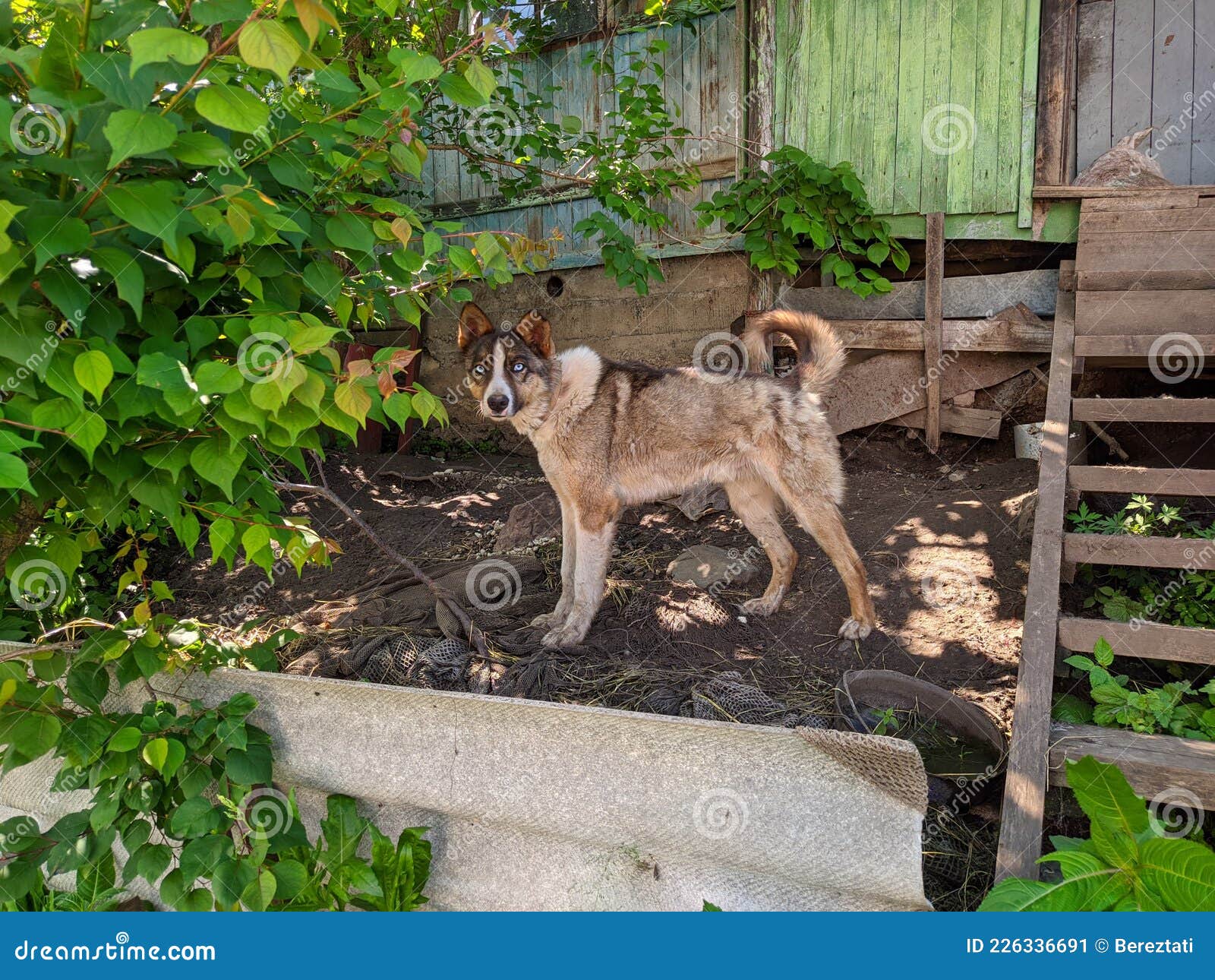 Guard dog on a chain stock image. Image of mammal, breed - 226336691