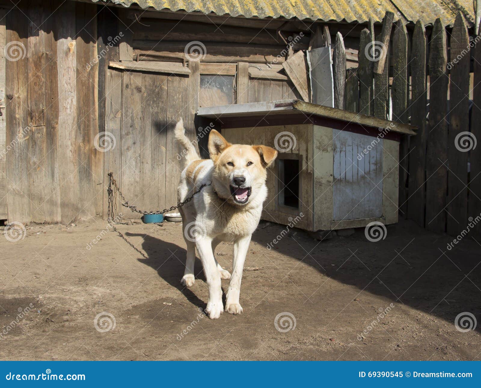 Guard dog on a chain stock image. Image of caretaker - 69390545