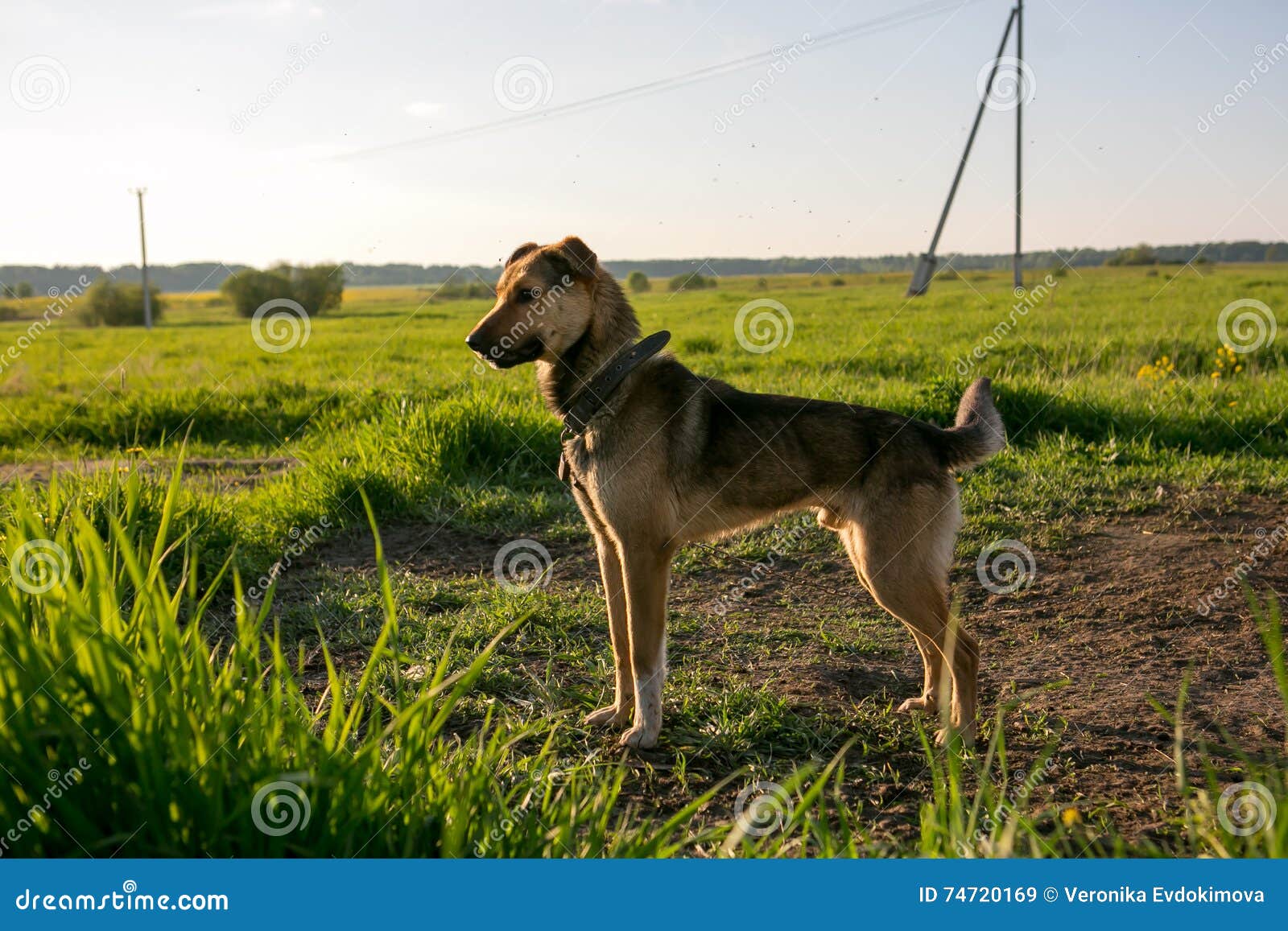 Guard dog on a chain stock image. Image of outdoor, guardian - 74720169