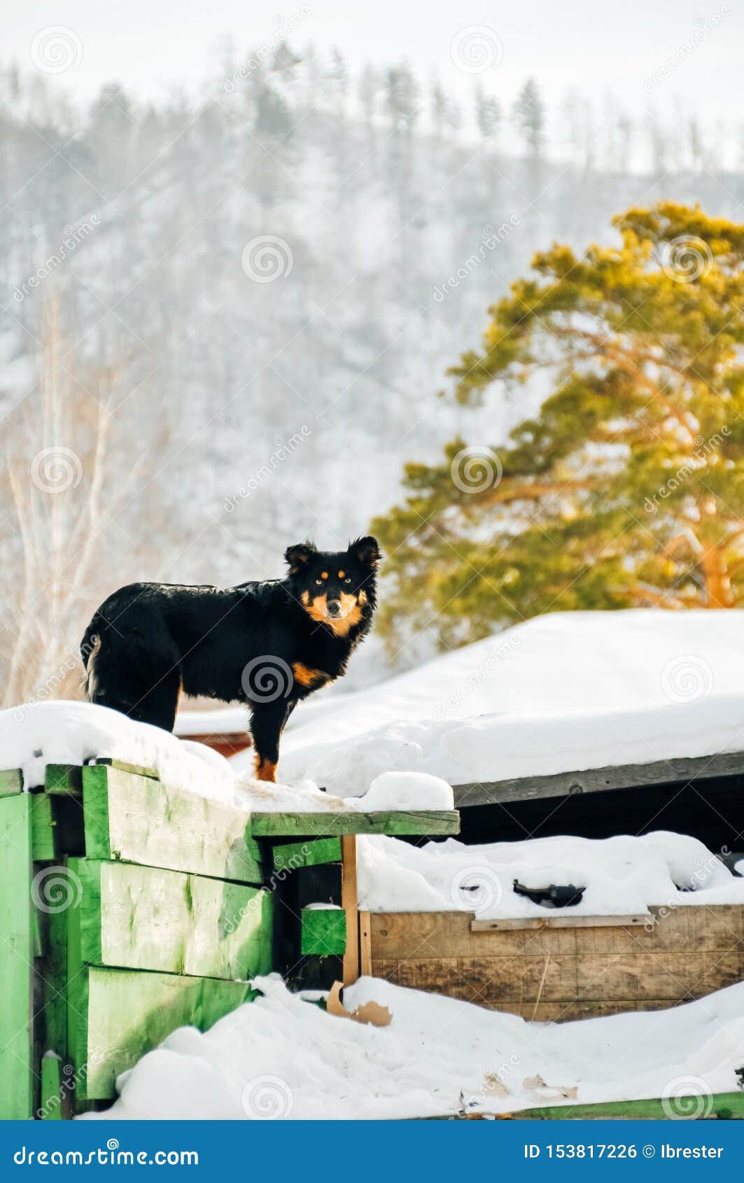 Guard Dog at the Construction Site. Unhappy Dog Protects the Unfinished ...