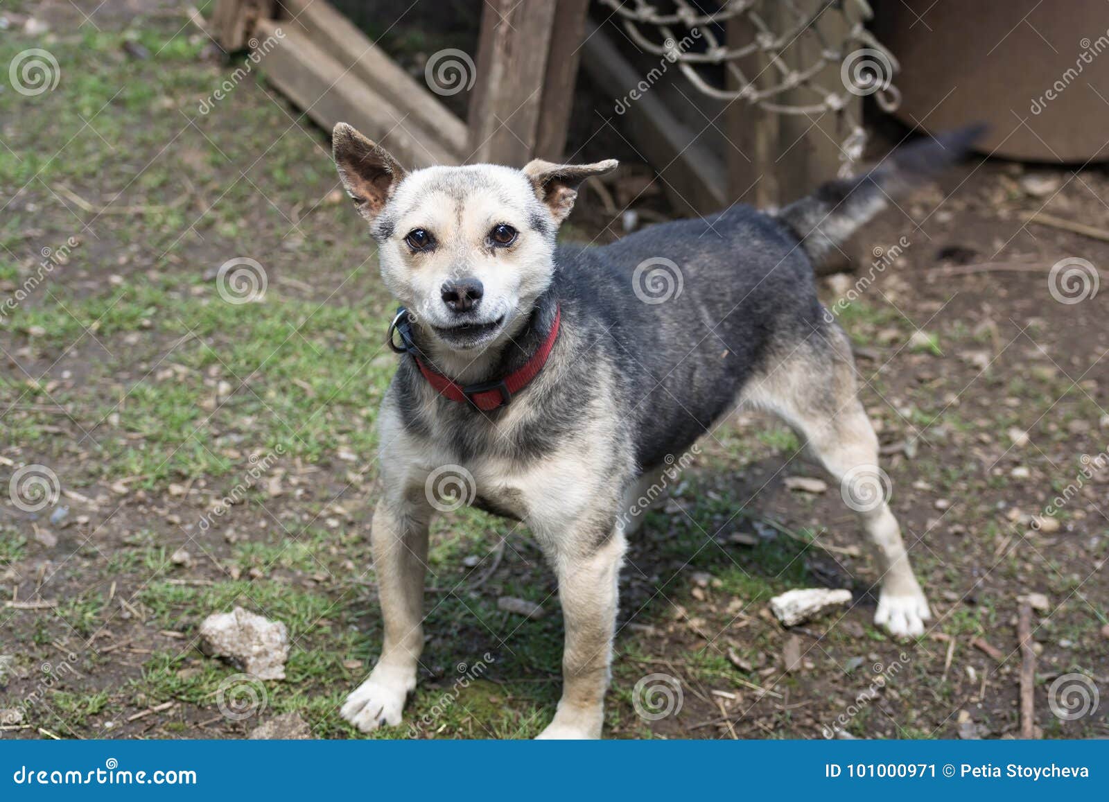 Guard dog on the farm stock image. Image of guard, color - 101000971