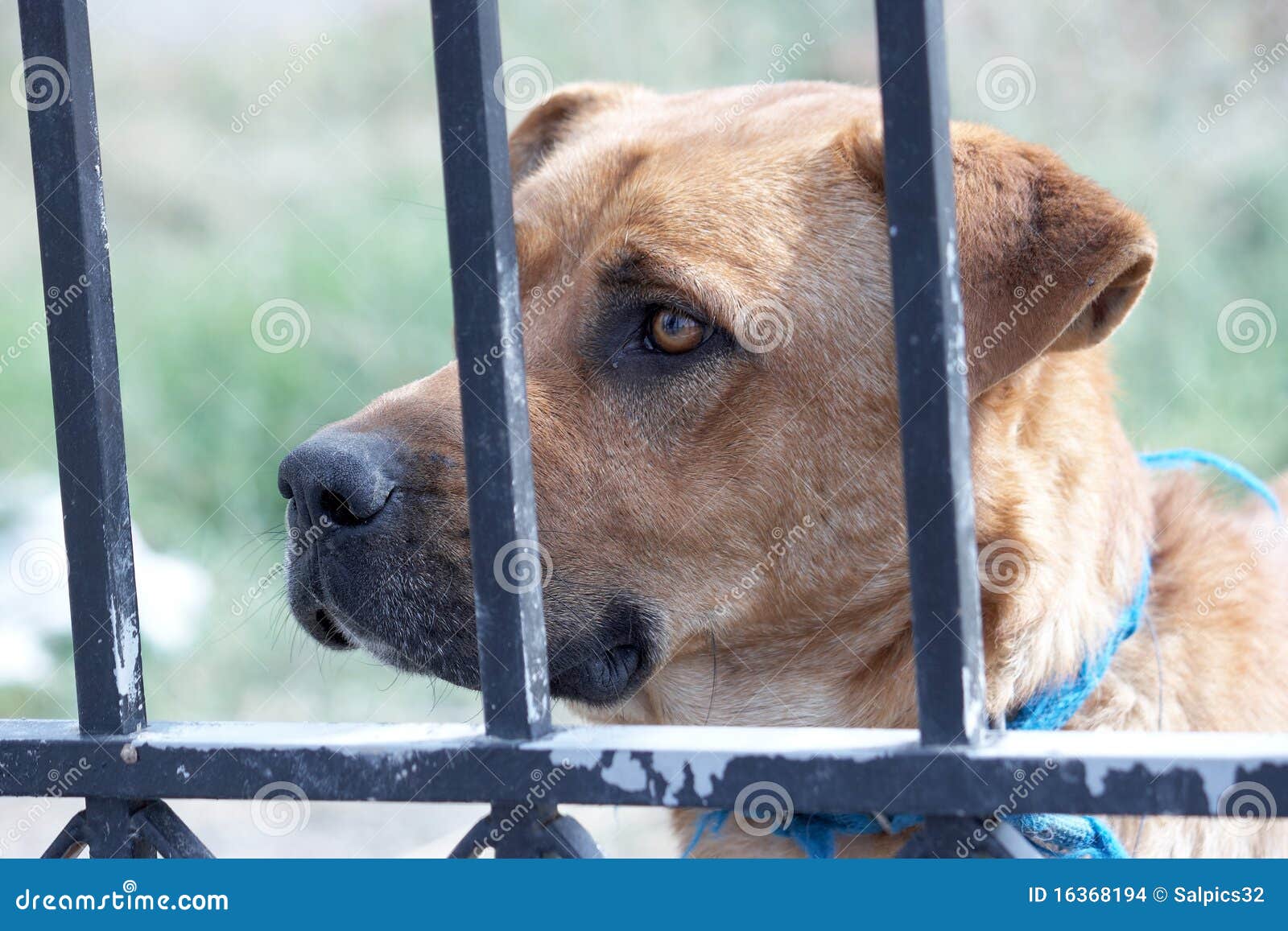 Guard dog at the gate stock photo. Image of menacing - 16368194
