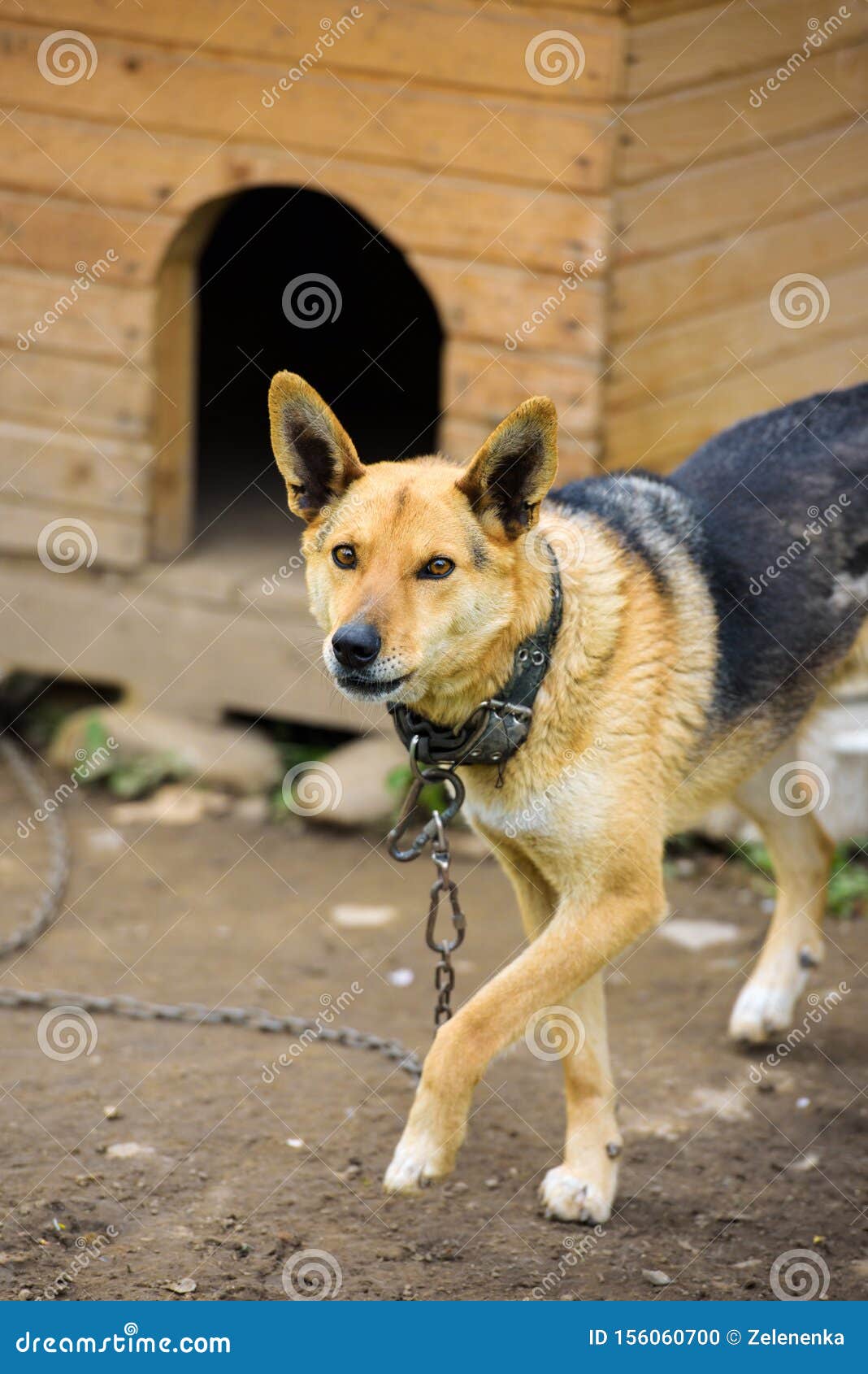 Guard dog stock photo. Image of aggressive, bite, grass - 156060700
